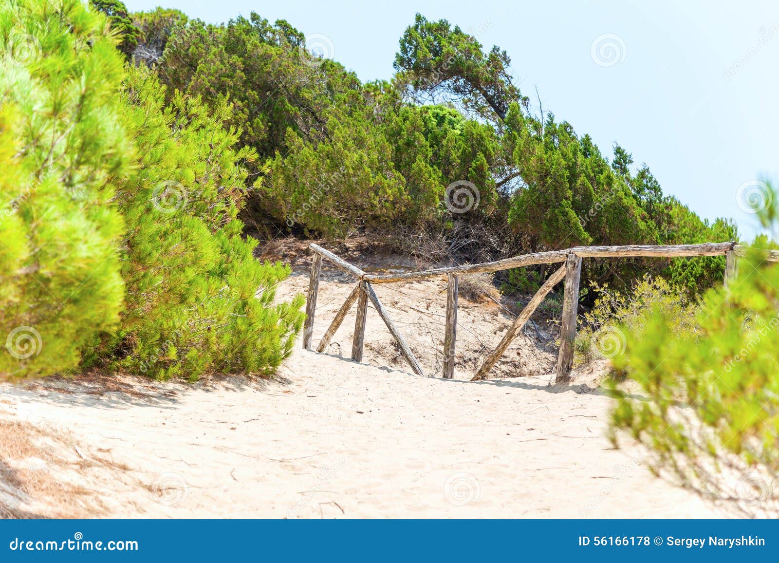 Sandy Path in Coniferous Forest Stock Photo - Image of natural, sand ...
