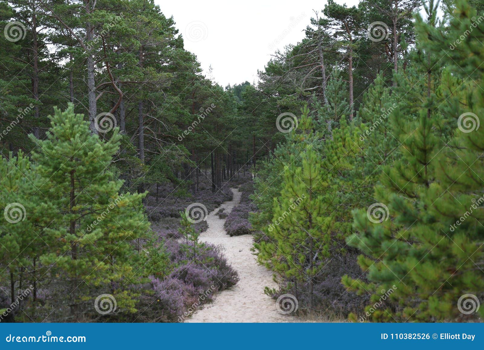 Sandy Path through Culbin Forest, Moray, Scotland Stock Photo - Image ...