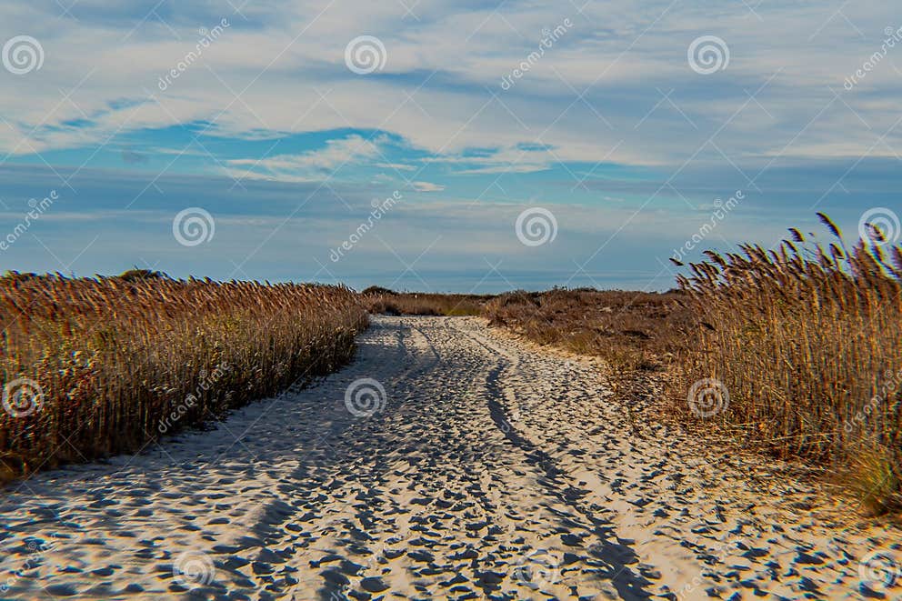 Sandy Path through Tall Grass Field Stock Photo - Image of peaceful ...