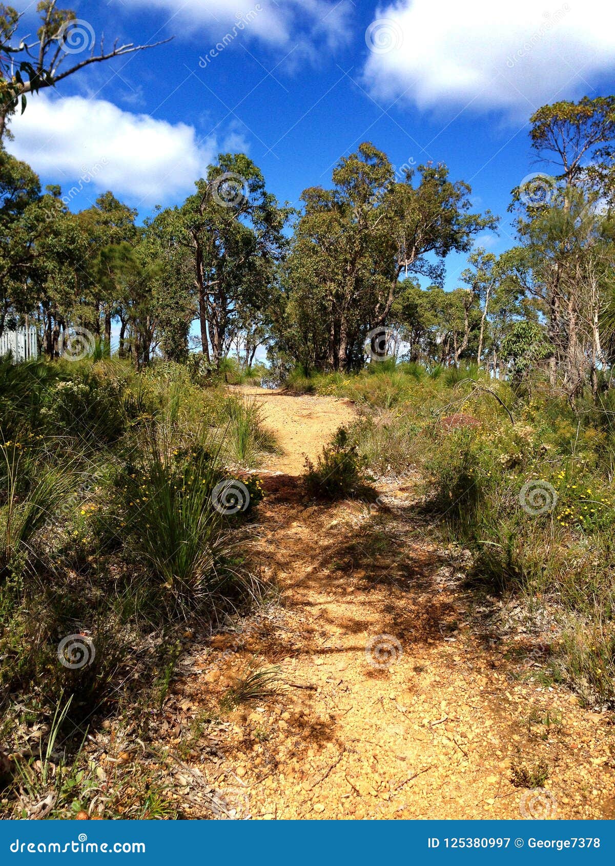 Sandy Path through Forest with Grass, Trees and Sky Stock Image - Image ...