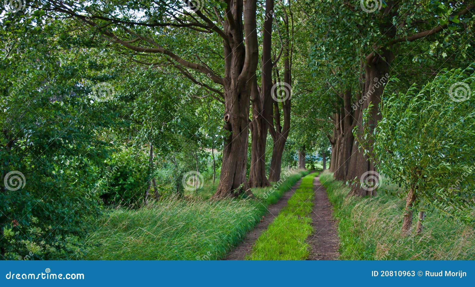 A Sandy Path between Old Beech Trees Stock Image - Image of mystery ...