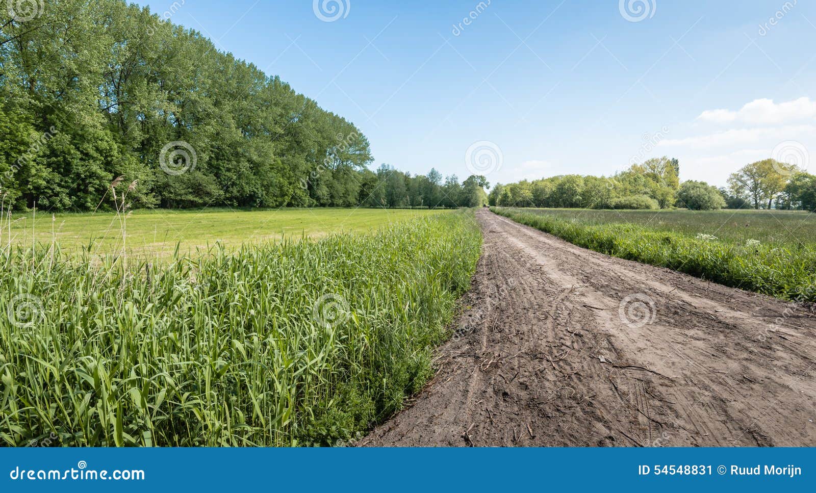 Sandy Path through a Rural Area Surrounded by Trees Stock Image - Image ...