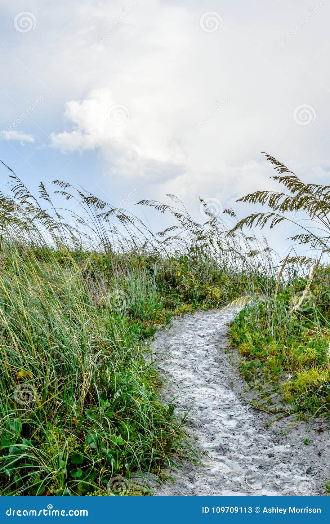 Sandy Path Surrounded by Tall Grasses Stock Image - Image of path ...