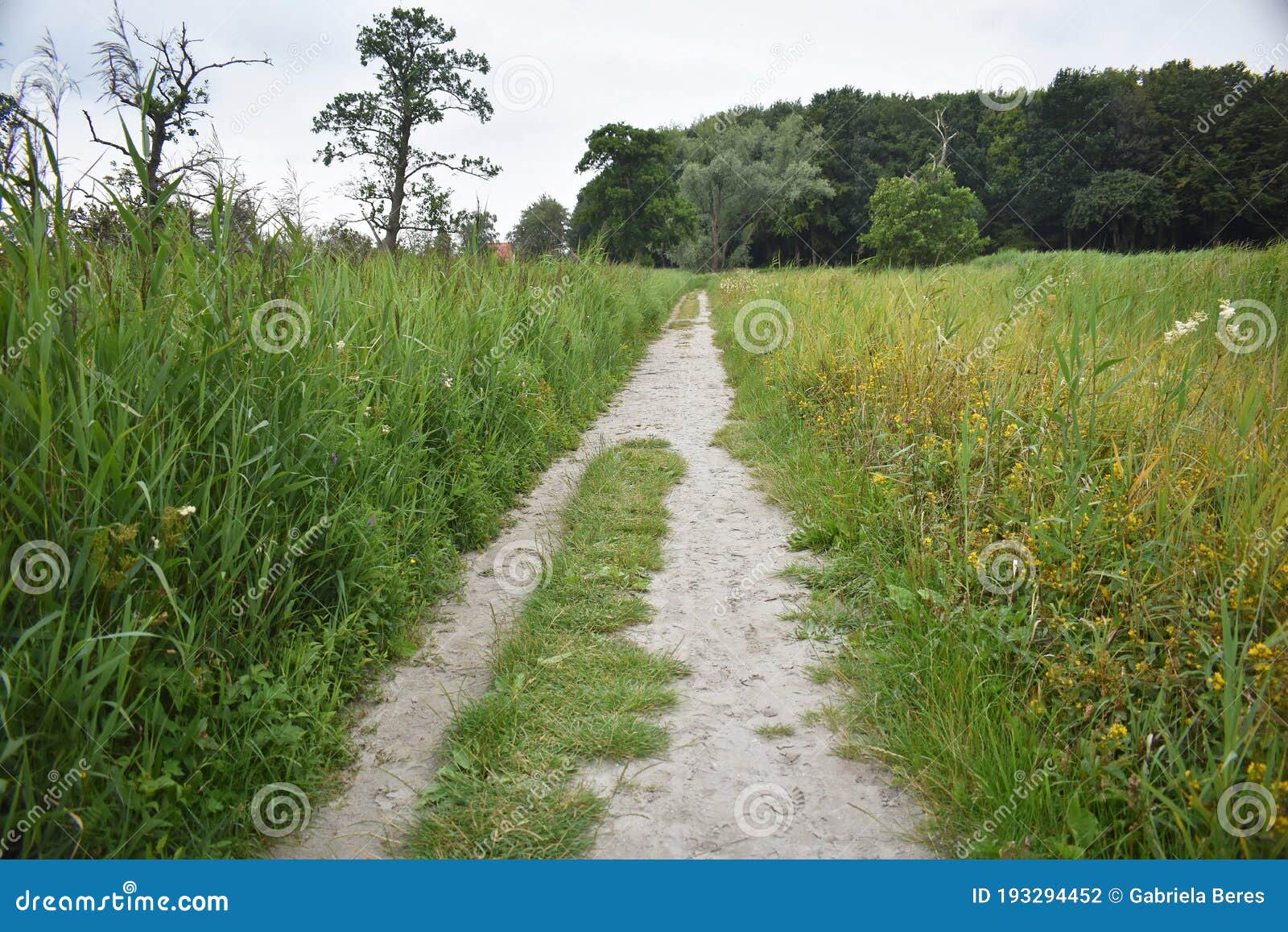 Sandy Path through Tall Grass. Stock Photo - Image of meadow ...