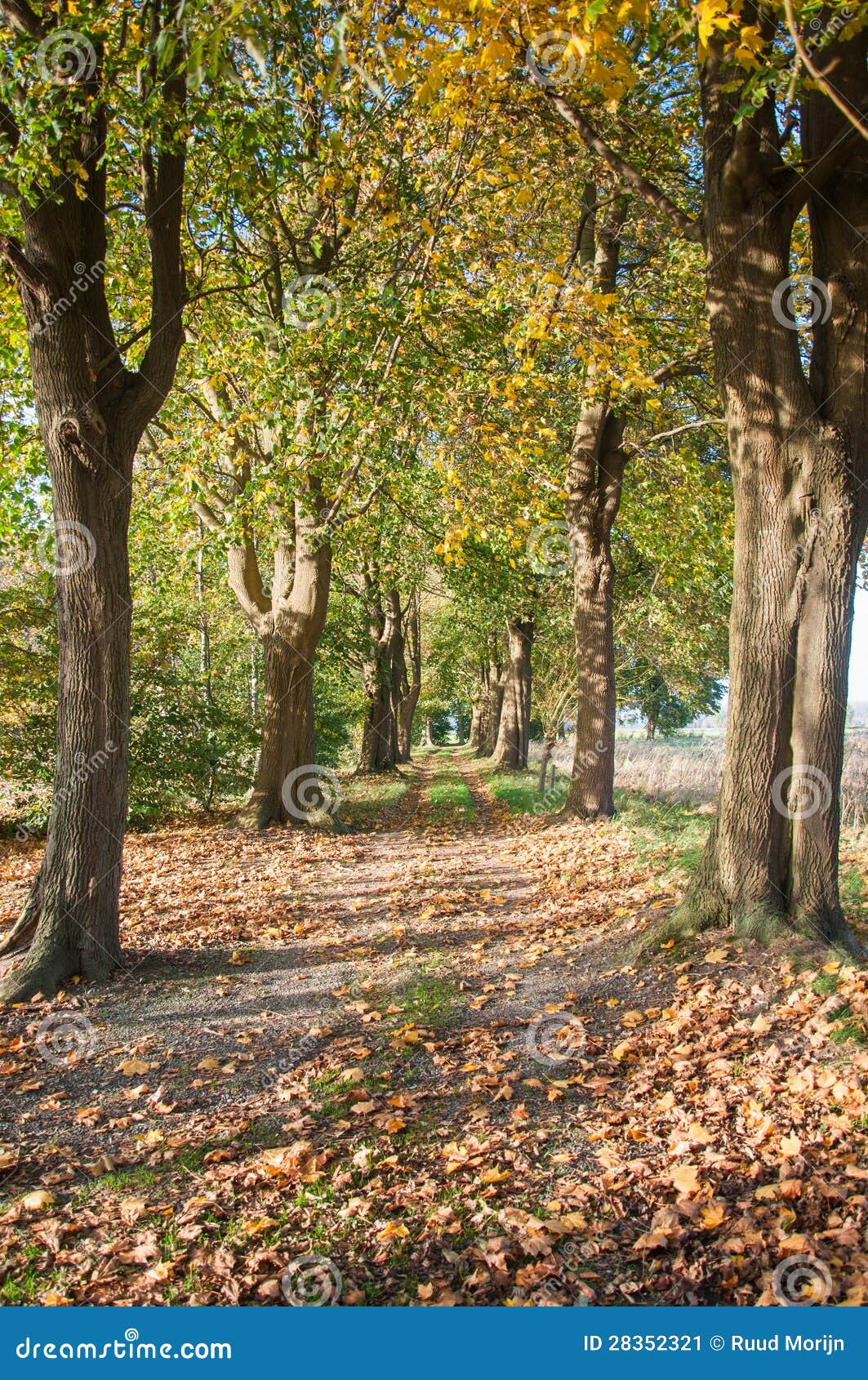 Sandy Path between Tall Trees Stock Image - Image of green, outdoor ...