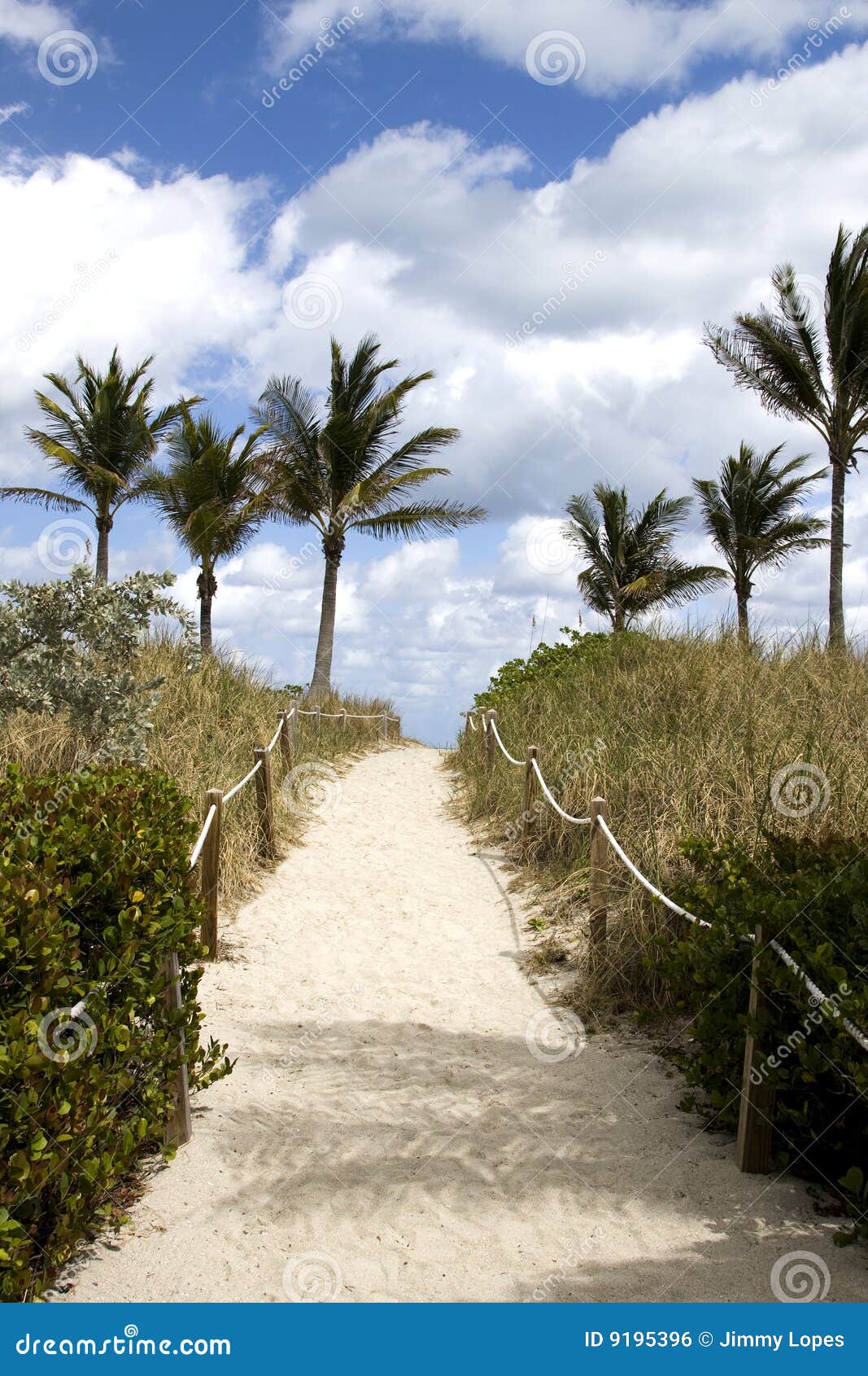 Sandy Path to the Beach stock photo. Image of plants, coastline - 9195396