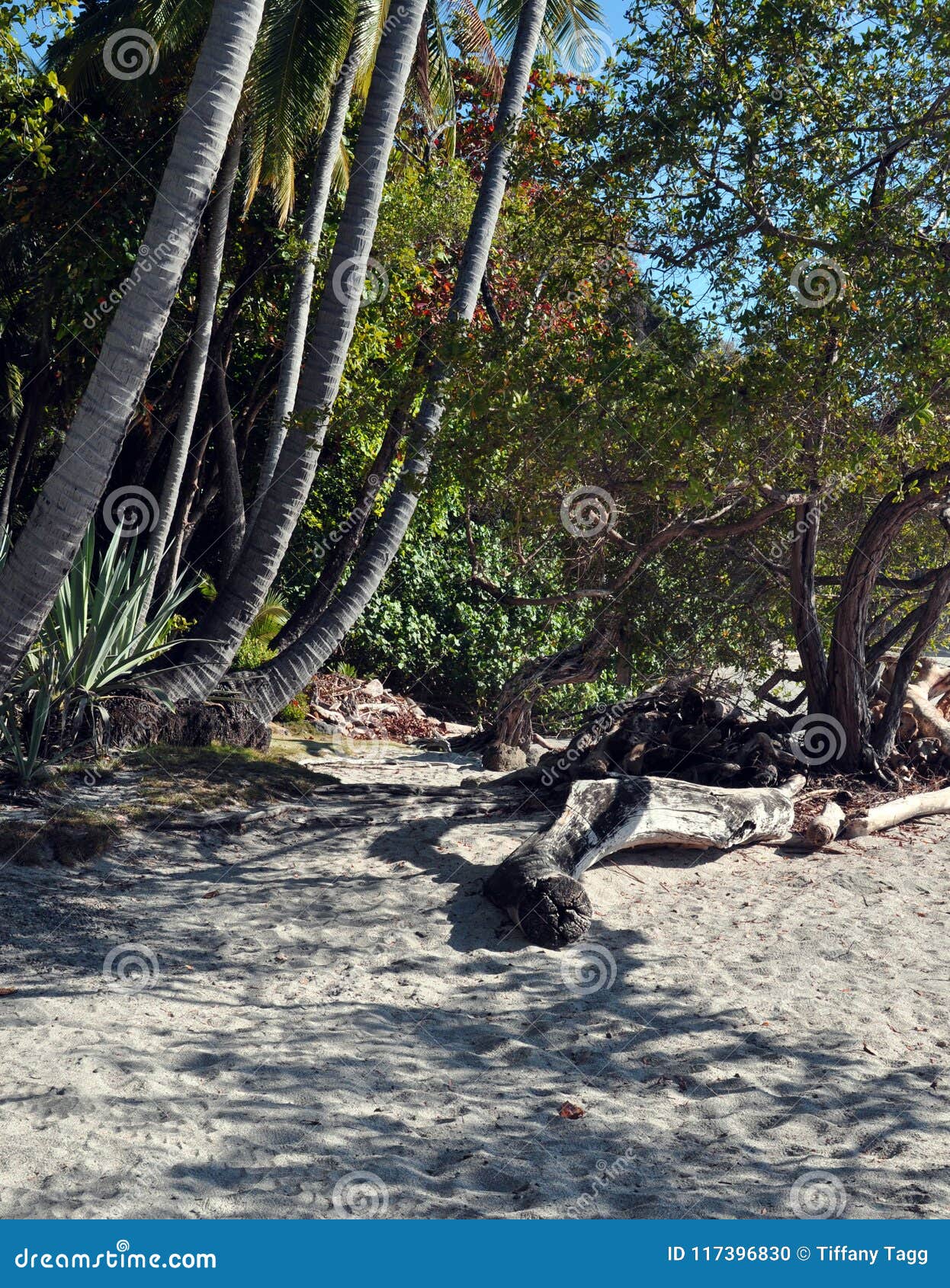 A Sandy Path through a Tropical Forest Stock Photo - Image of island ...