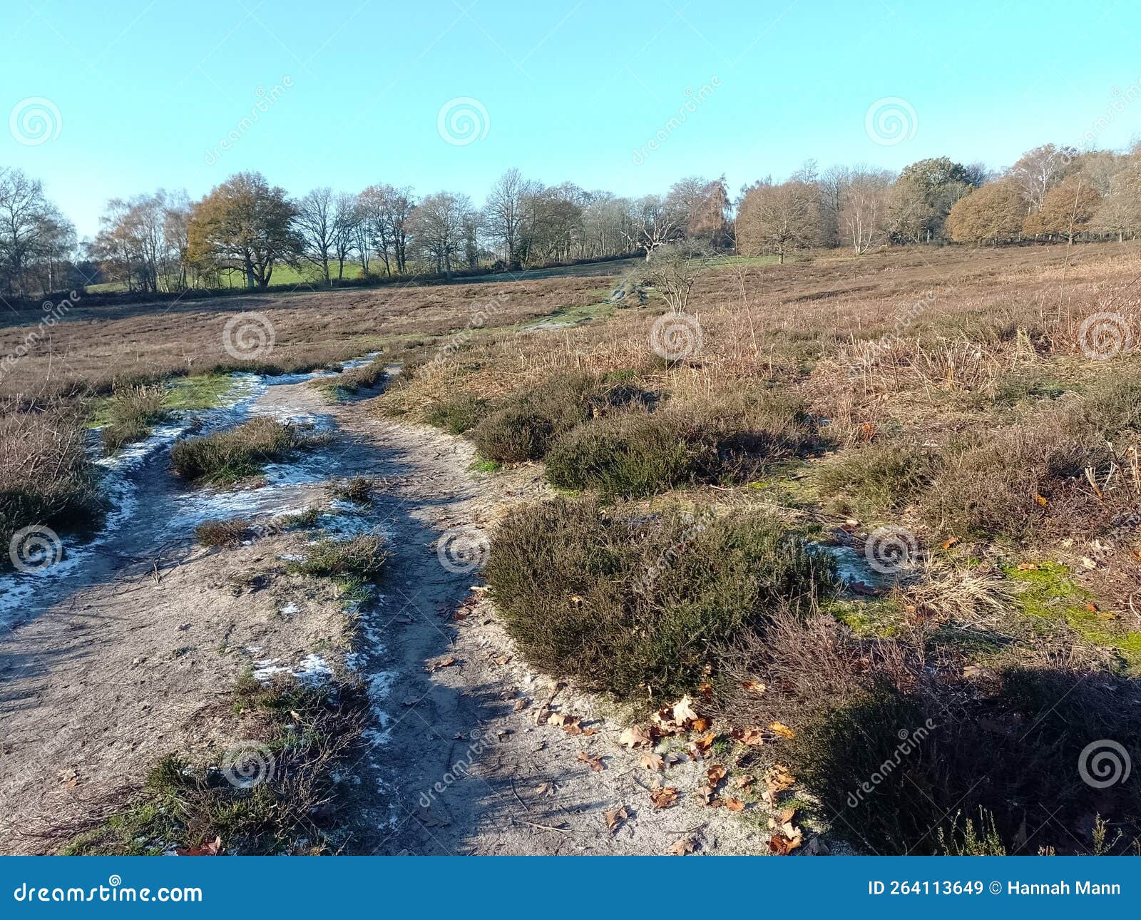 Sandy paths, path ways stock image. Image of field, flower - 264113649