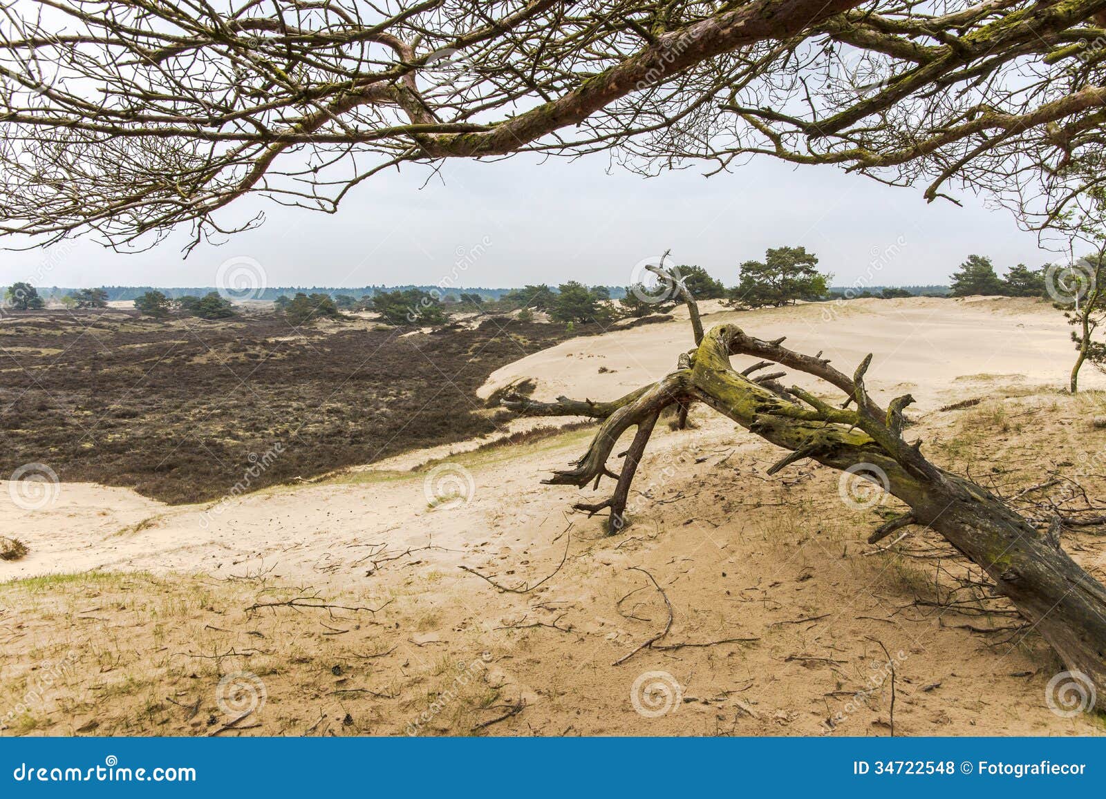 Sandy Pine forest stock photo. Image of forest, majestic - 34722548