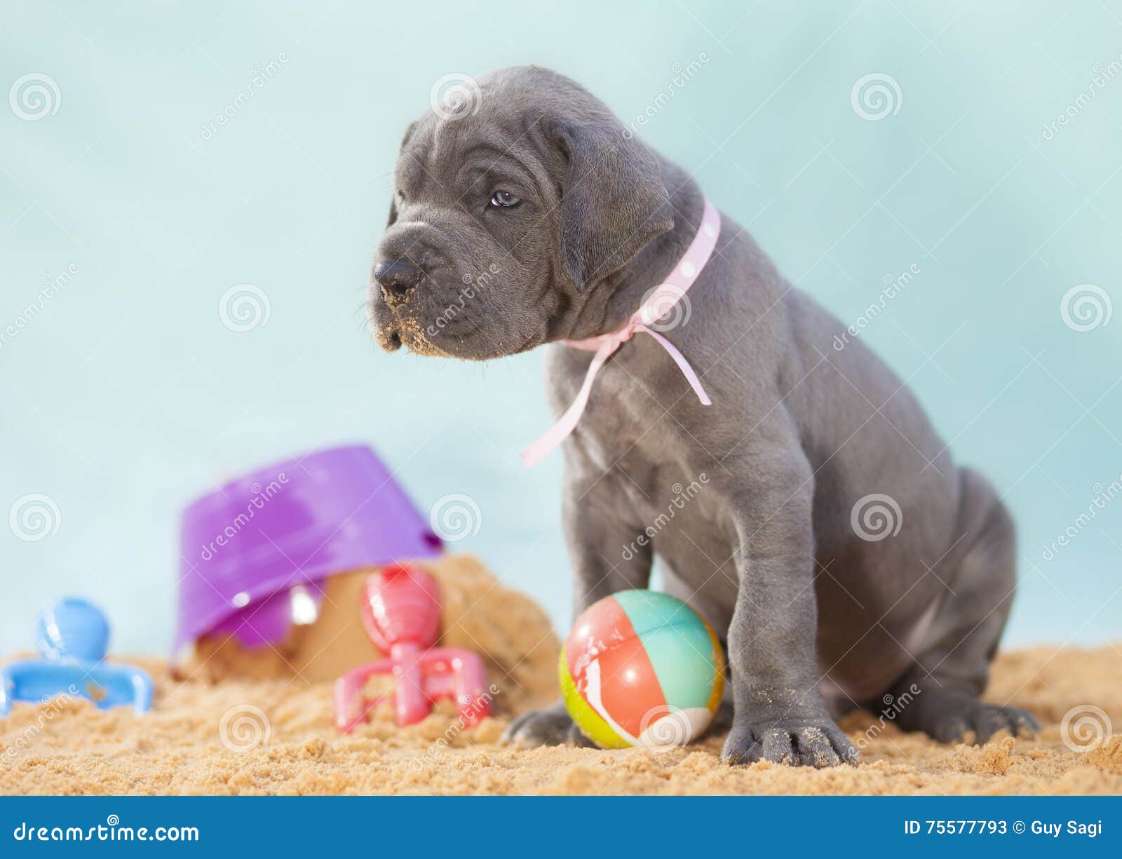 Sandy puppy stock image. Image of blue, collar, gray - 75577793
