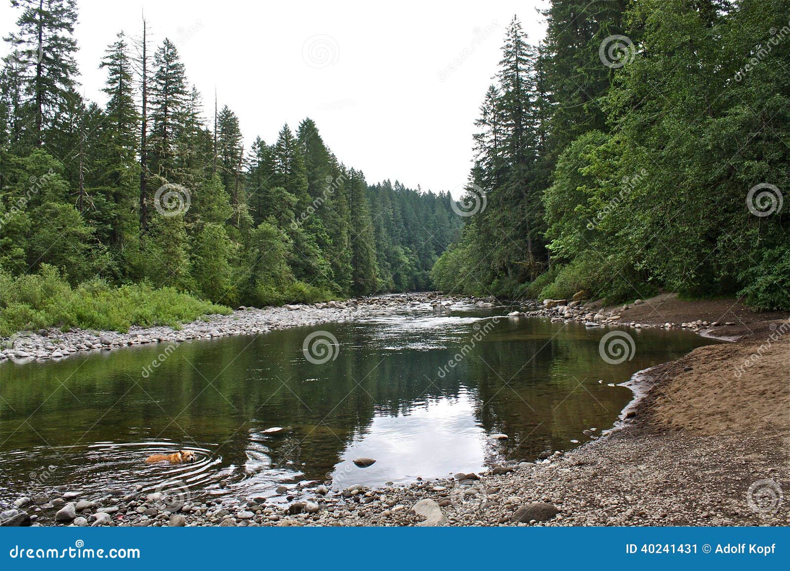 Sandy River stock image. Image of sunset, friendly, trees - 40241431