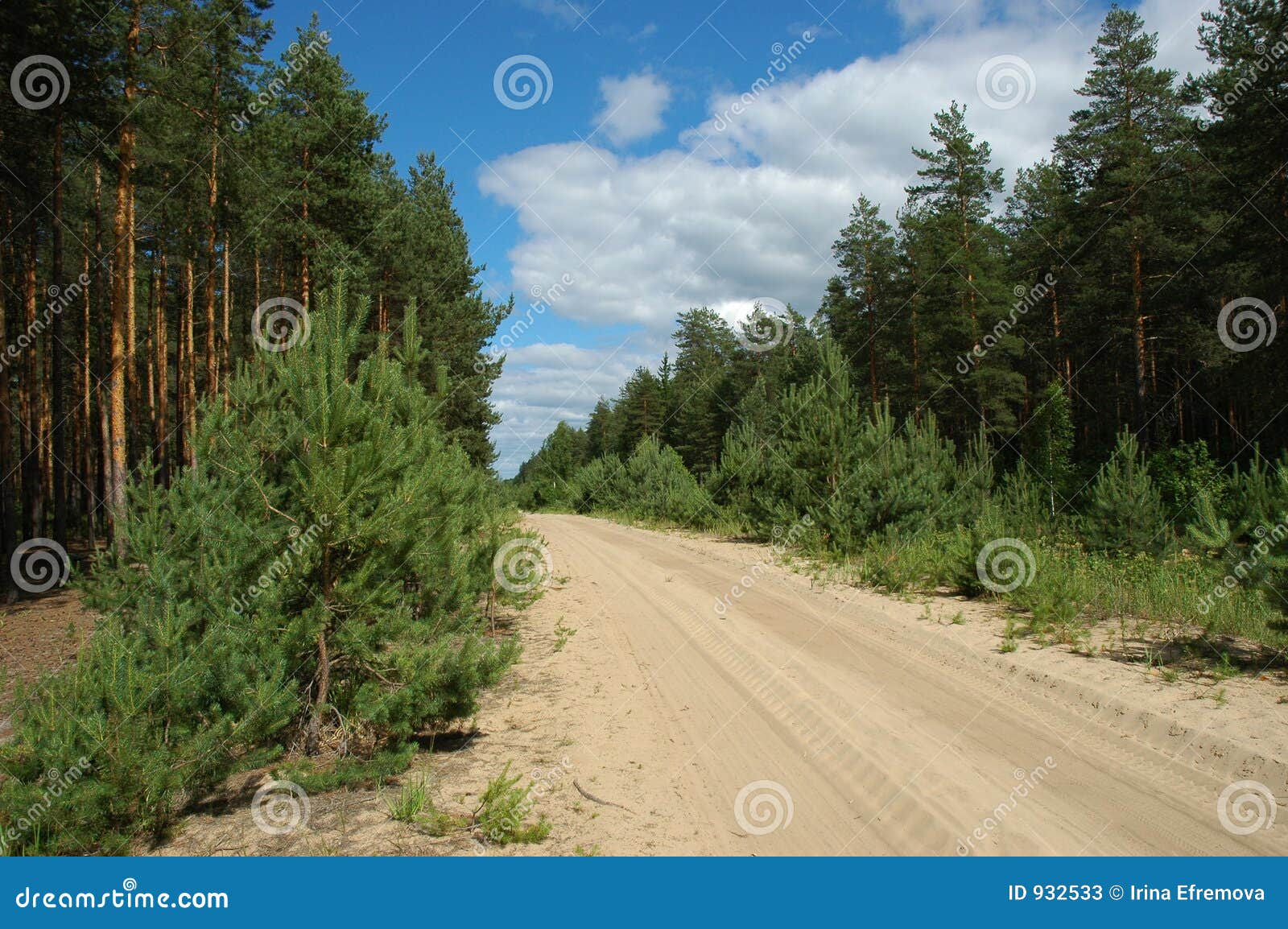 Sandy road in forest stock image. Image of sandy, forest - 932533