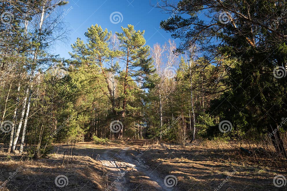 A Sandy Road in the Forest and a Forked Pine Tree Stock Image - Image ...