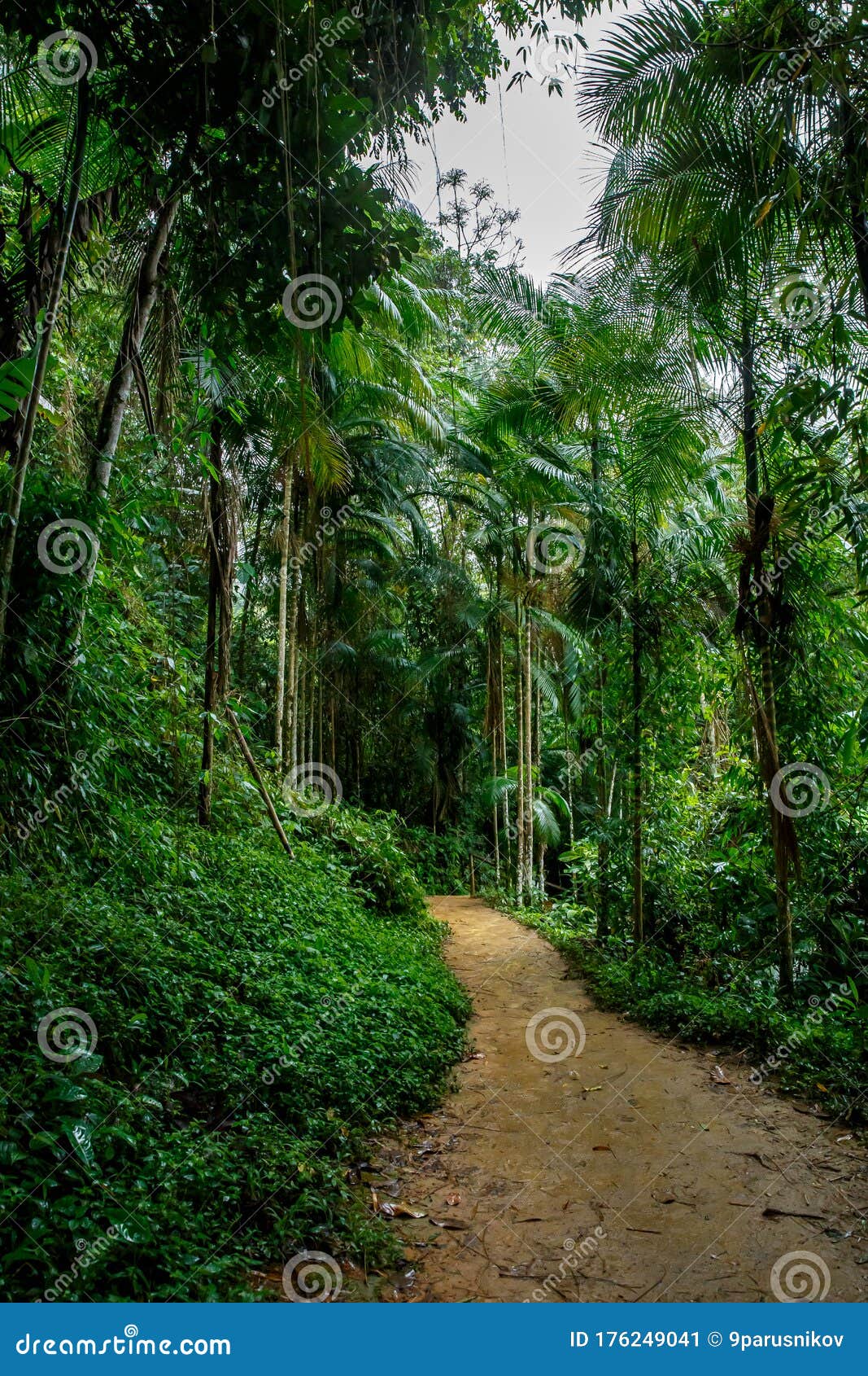 Sandy Road in the Jungle stock image. Image of trek - 176249041