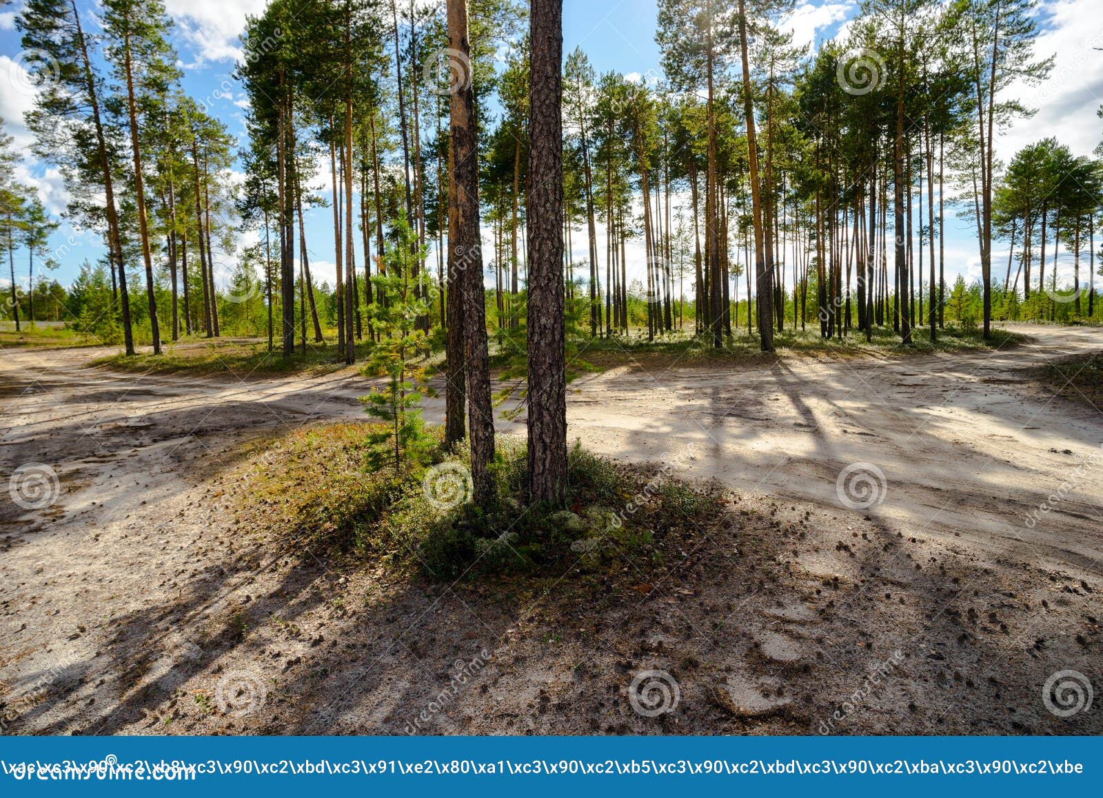Sandy Road in the Pine Forest . Stock Photo - Image of green, landscape ...
