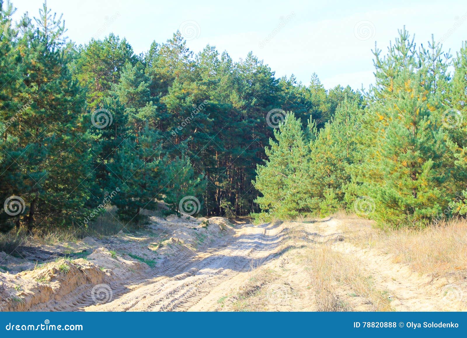 Sandy road in pine forest stock photo. Image of ground - 78820888