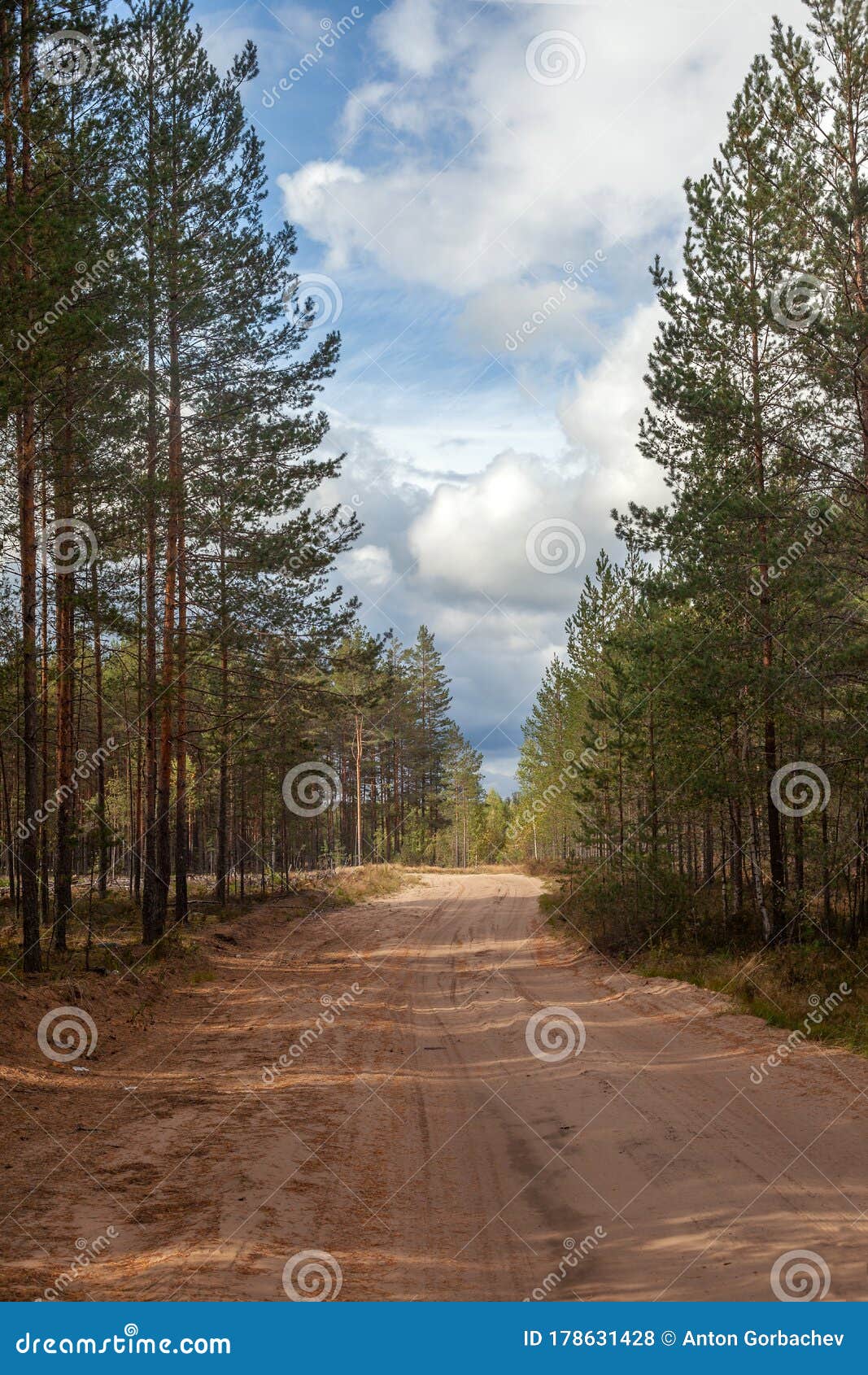 Sandy Road in the Pine Forest Stock Photo - Image of track, outdoor ...