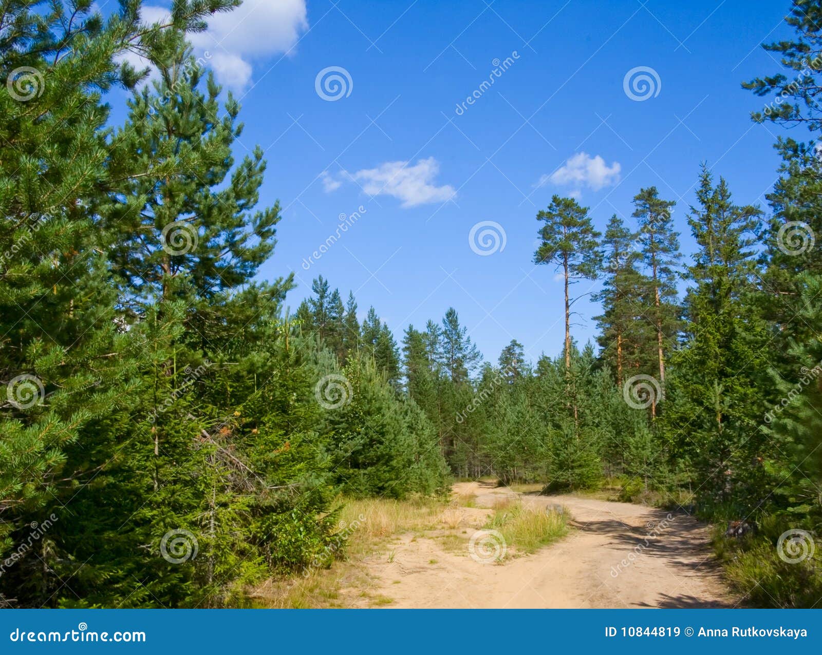 Sandy Road in Pine Tree Forest Stock Image - Image of forest, autumn ...