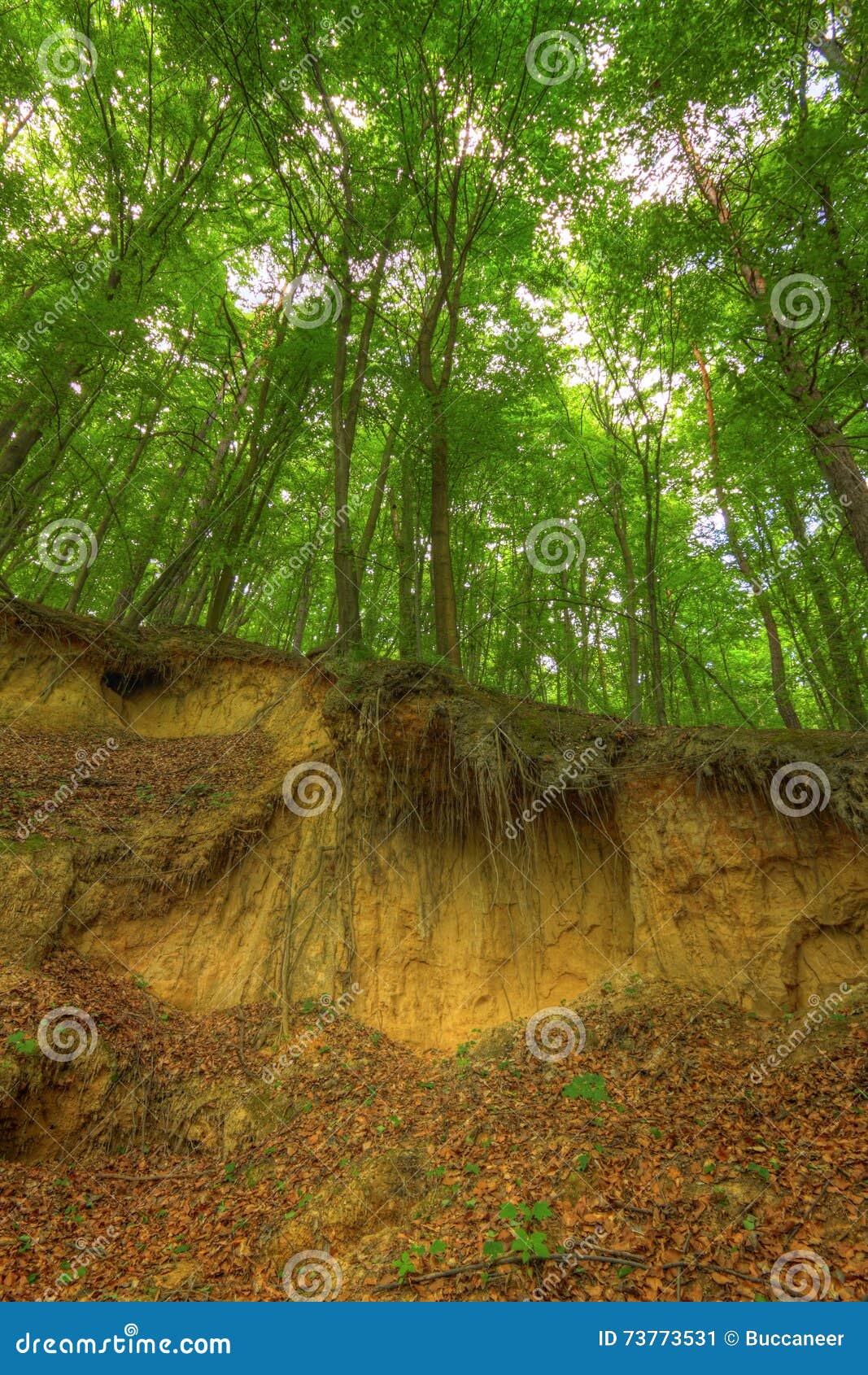 Sandy Scarp Inside Beech Forest Stock Image - Image of forest, shady ...