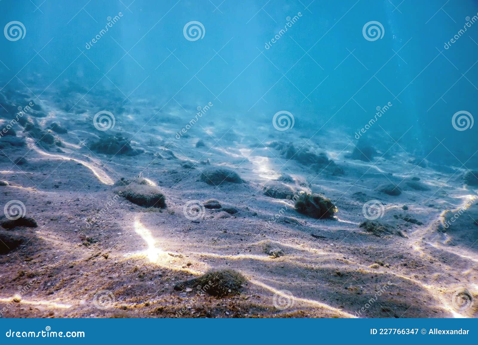 Sandy Sea Bottom Marine Life Stock Image - Image of ocean, space: 227766347