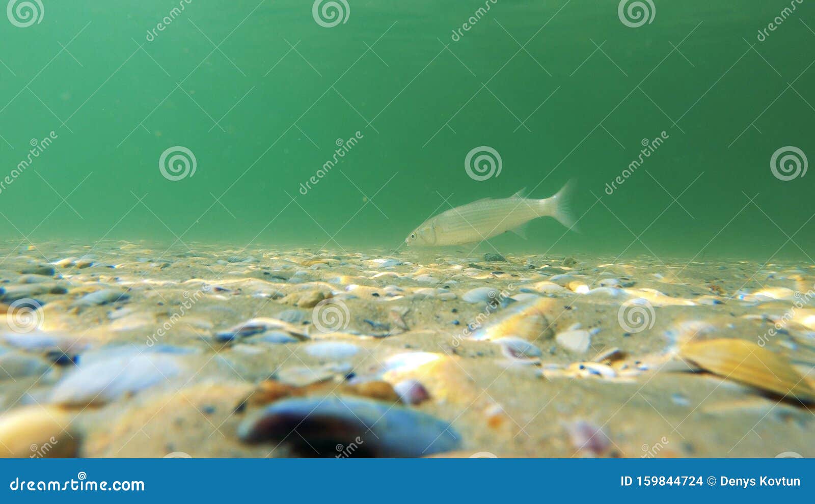 Sandy Seabed with Sunlight through Water Surface. Stock Photo - Image ...