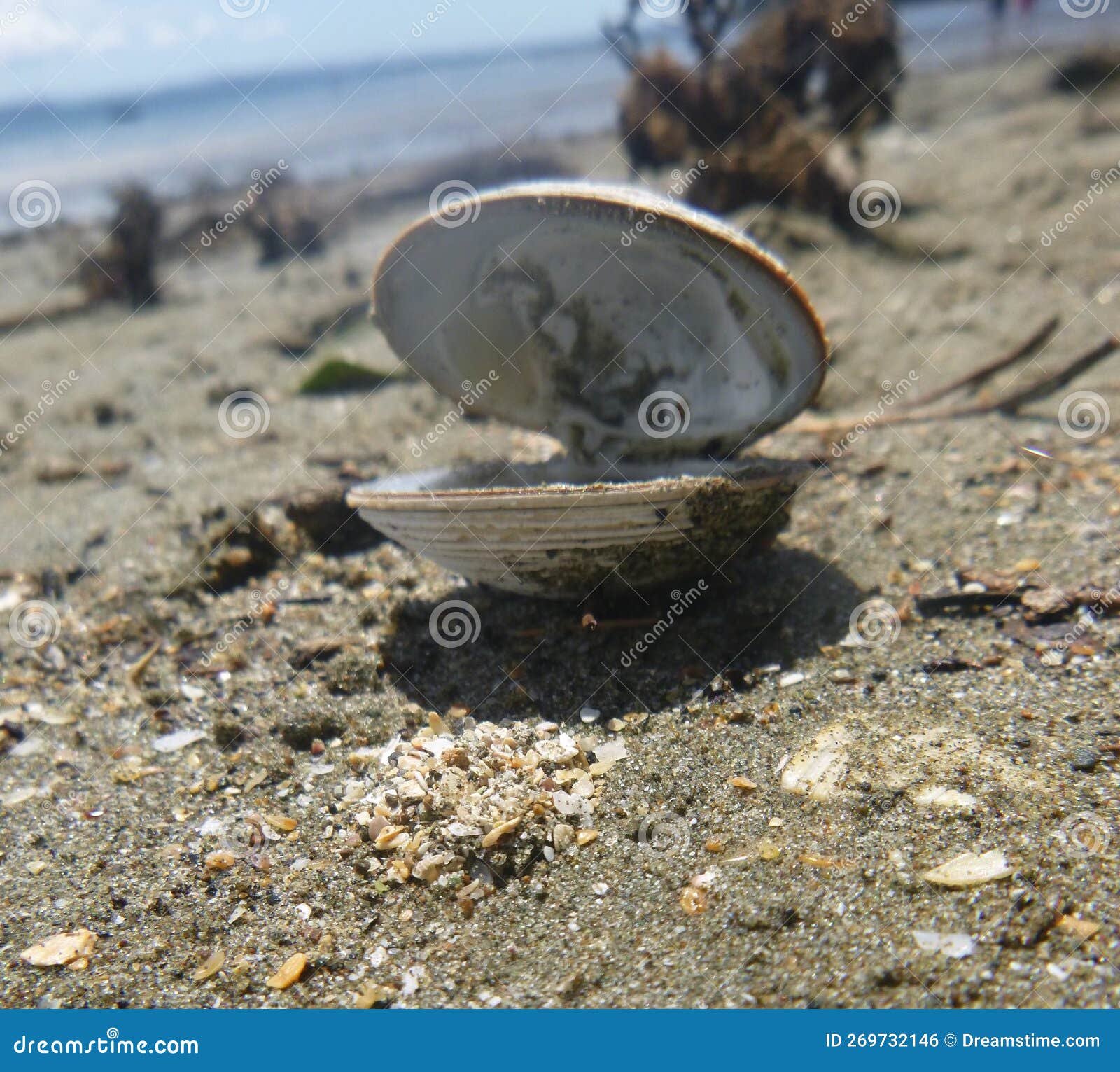 Sandy Seashell on the Sea Shore Stock Photo - Image of bwach, seashell ...