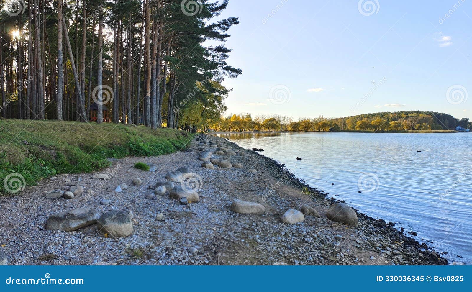 On the Sandy Shore of the Lake are Pebbles, Boulders and Pine Trees ...