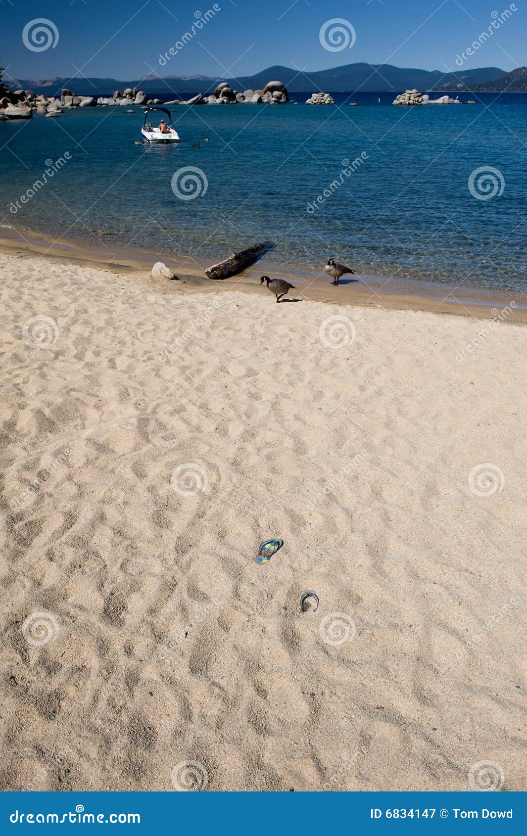 Sandy shore of Lake Tahoe stock image. Image of summertime - 6834147
