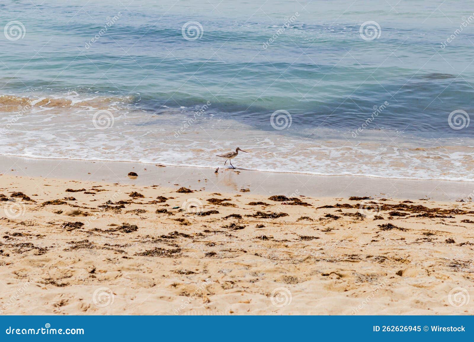 Sandy Shore with a Walking Wader Bird Against the Background of the ...