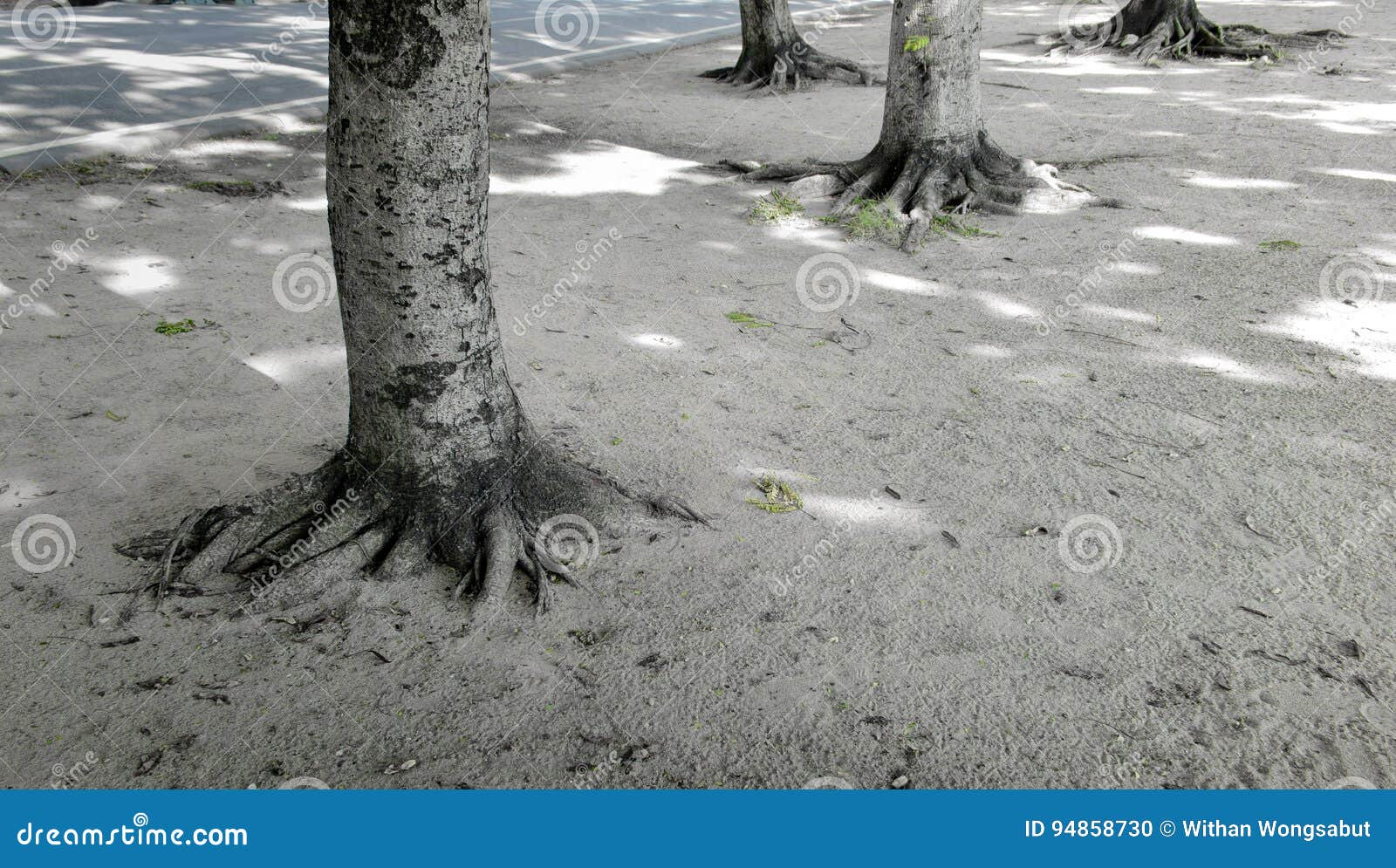 Sandy Soil with Tree Background Texture Stock Photo - Image of green ...