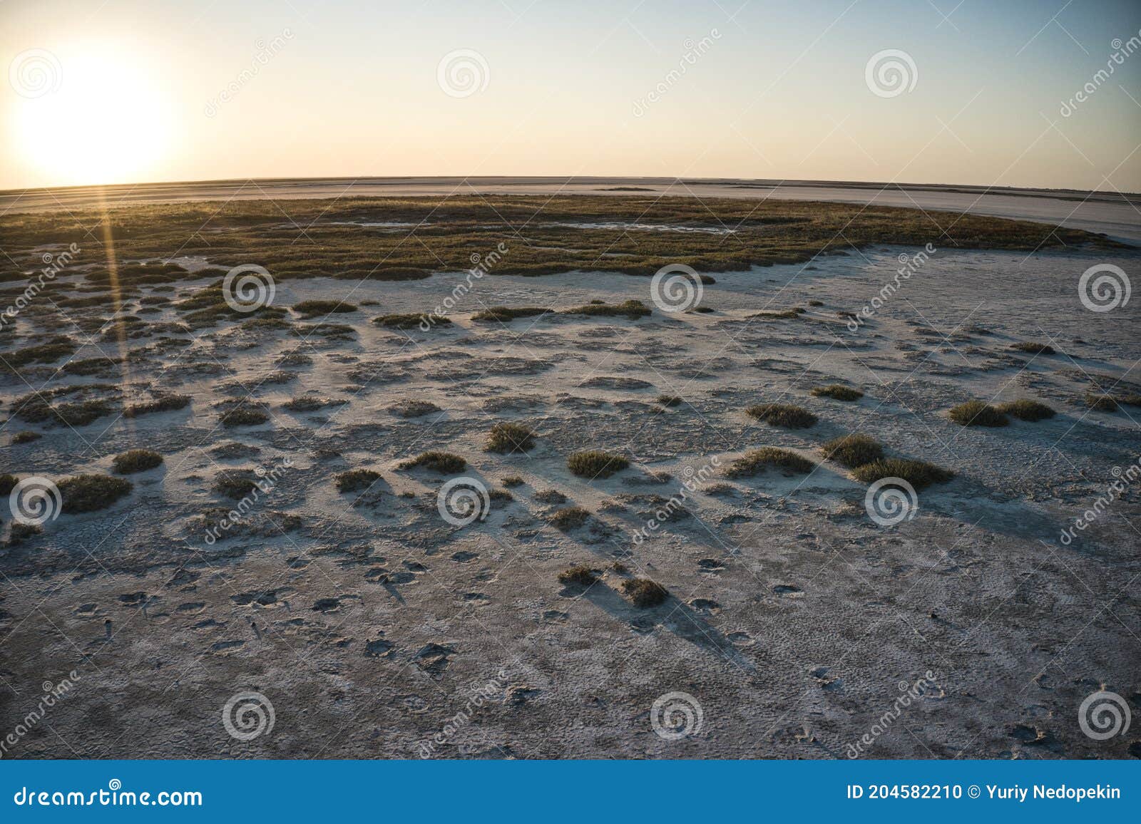 Sandy Swamp with Large Patches of Grass and Bushes Stock Photo - Image ...