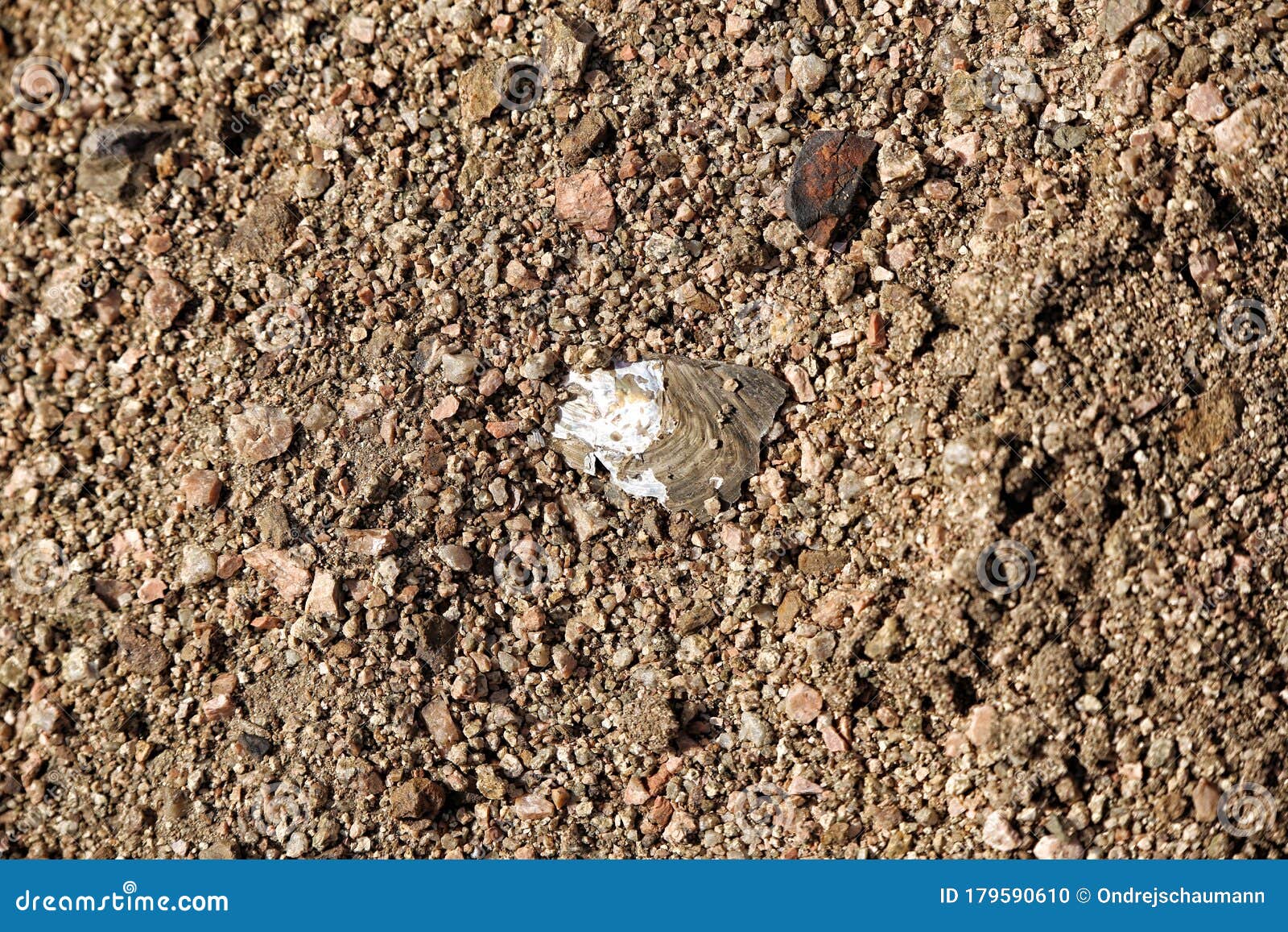 River Shell In The Sand. Sandy Background. Royalty-Free Stock Image ...