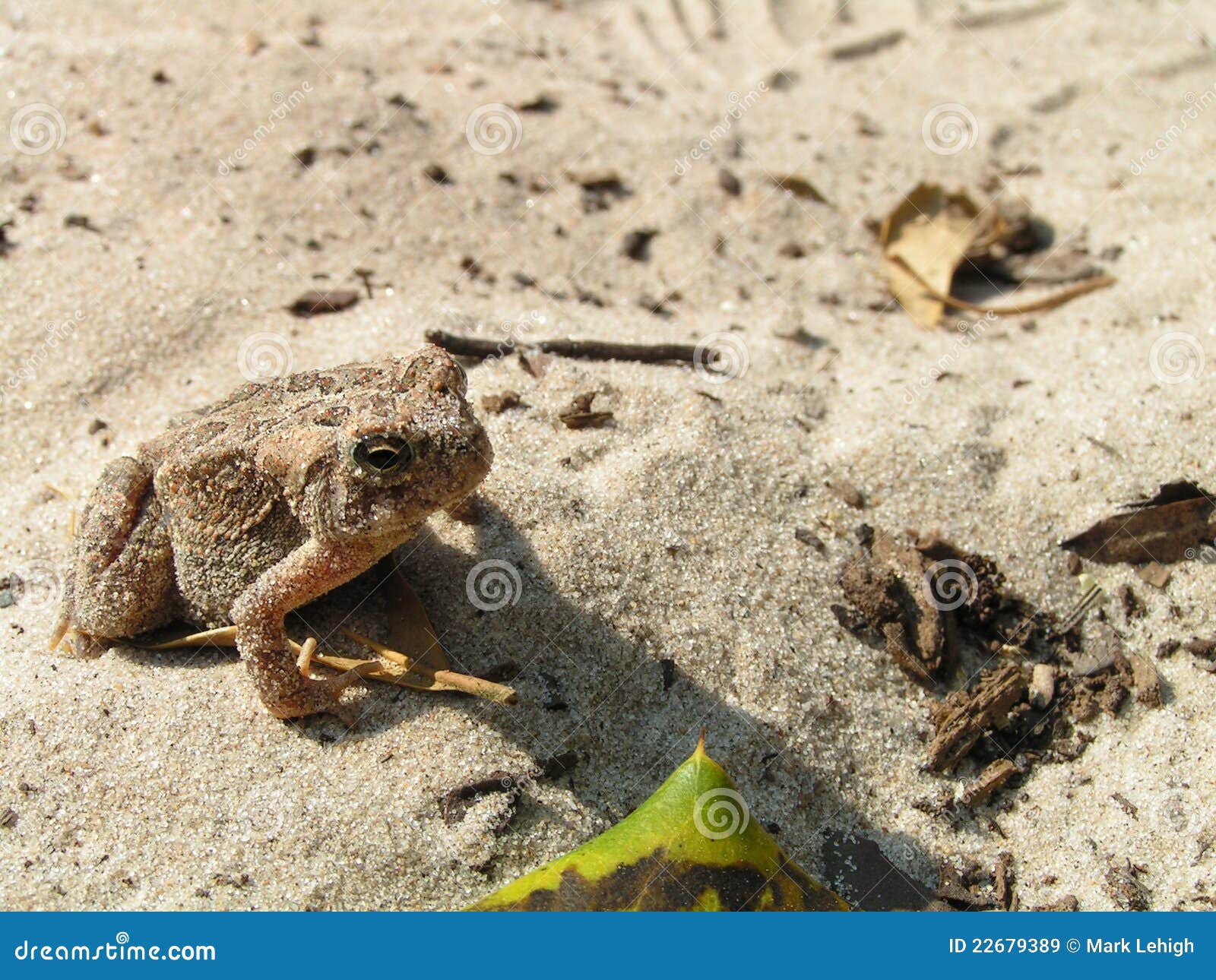 Sandy toad stock image. Image of coastal, brown, small - 22679389