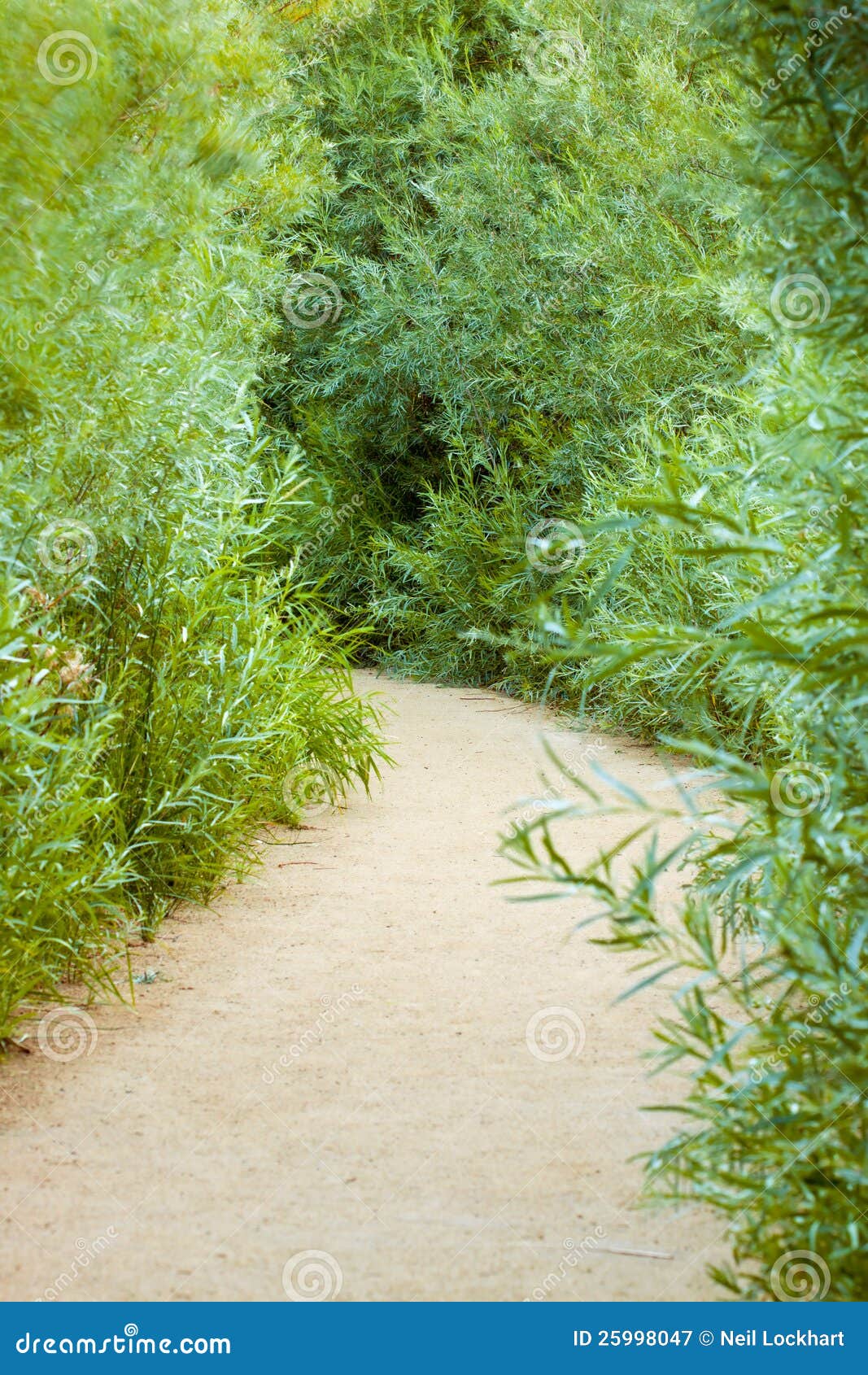 Sandy Vegetation Path stock image. Image of walkway, bend - 25998047