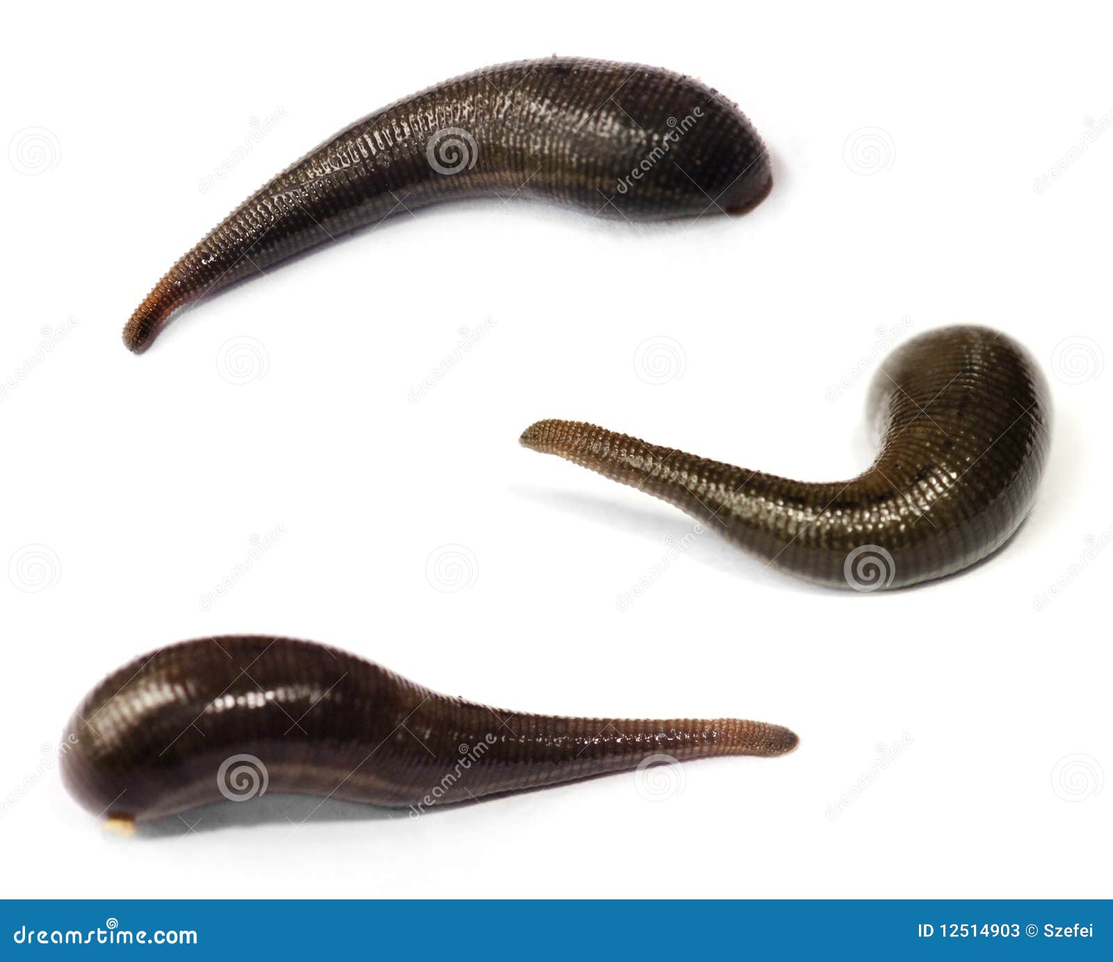 Sang aspirant la sangsue image stock. Image du recherche - 12514903