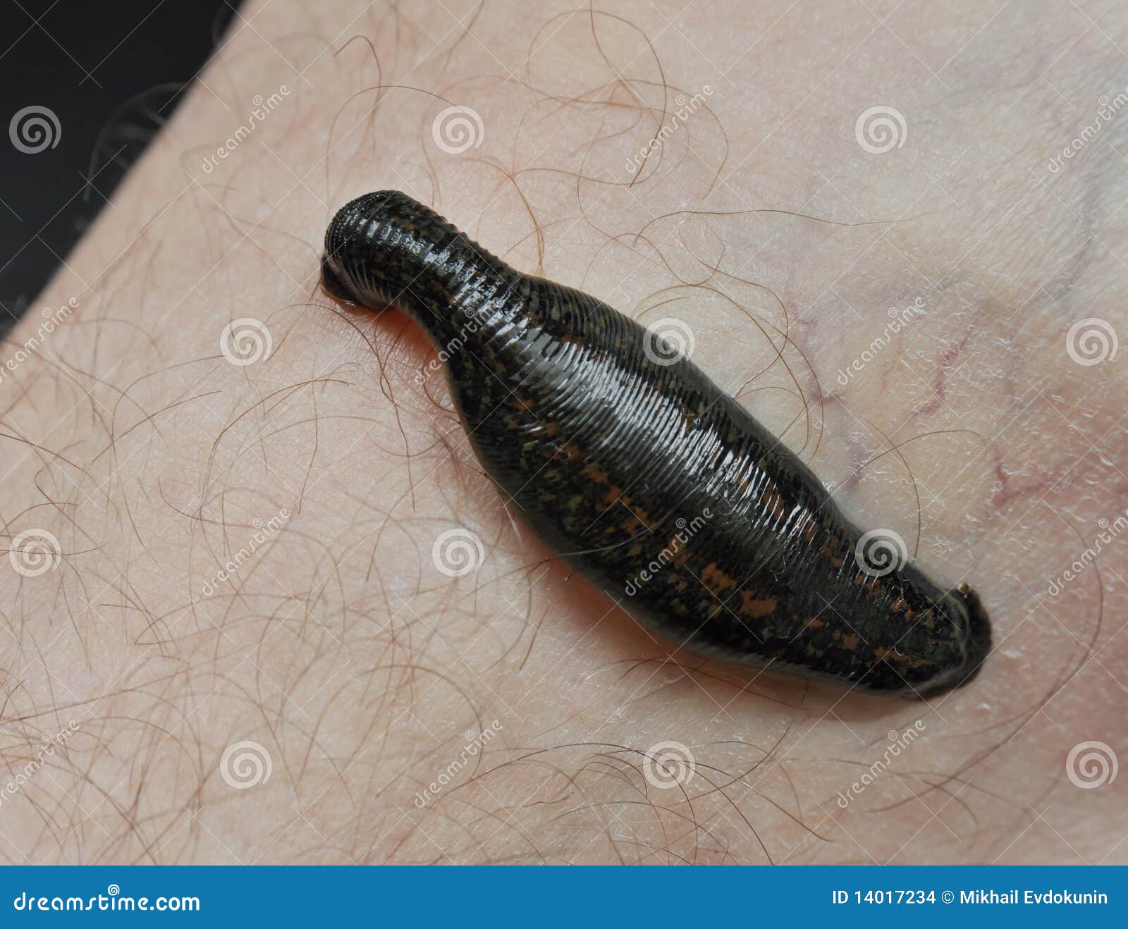 Sang aspirant la sangsue 3 photo stock. Image of vampirique - 14017234