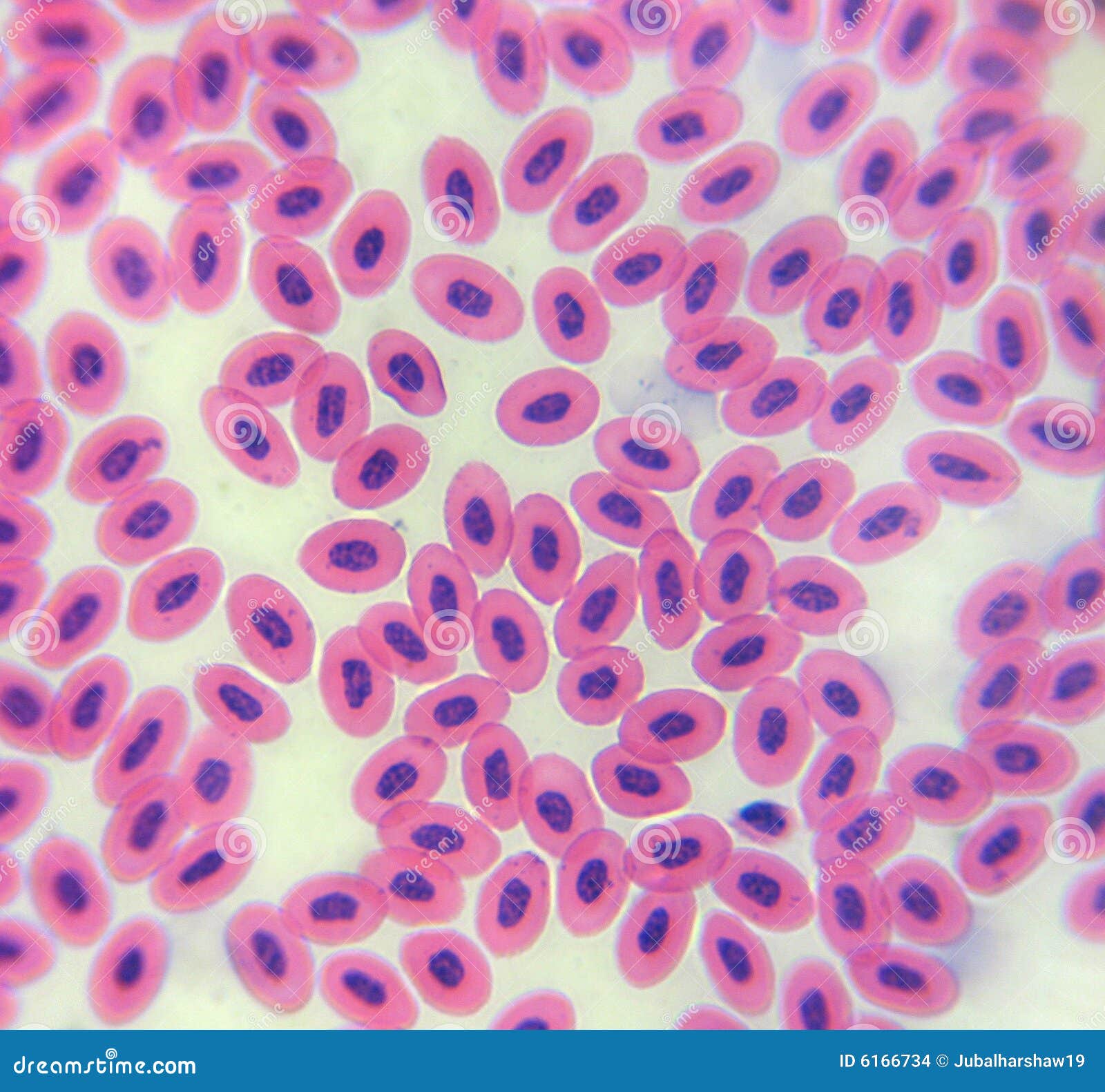 Sang de poulet photo stock. Image du noyau, médecine, microscope - 6166734