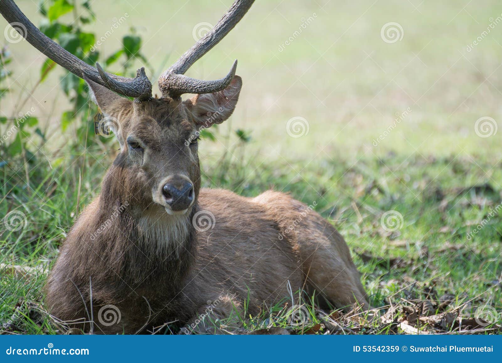 Sangai or Thamin deer stock image. Image of cervus, greenery - 53542359