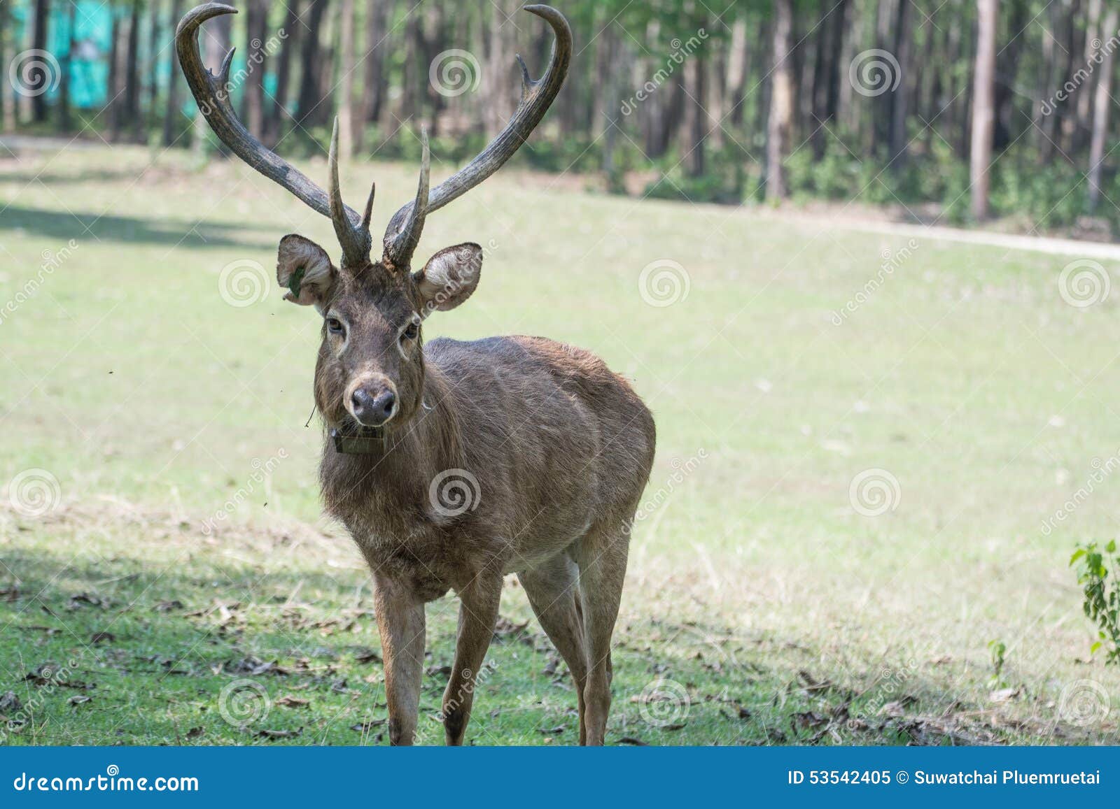 Sangai or Thamin deer stock image. Image of side, sangai - 53542405