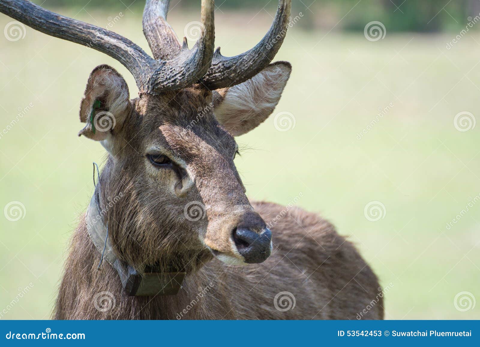 Sangai or Thamin deer stock image. Image of looking, wild - 53542453