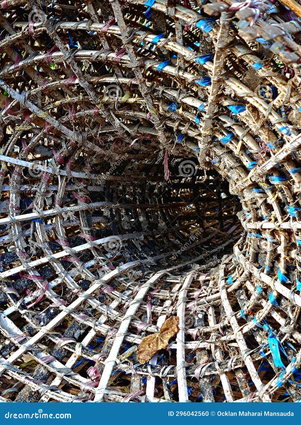 Sangihe Island Traditional Shrimp Trap Stock Photo - Image of shrimp ...