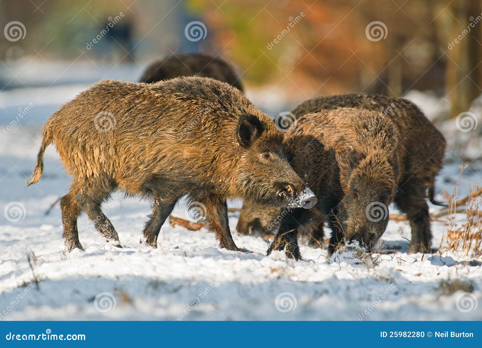 Sanglier de combat photo stock. Image du robuste, sauvage - 25982280