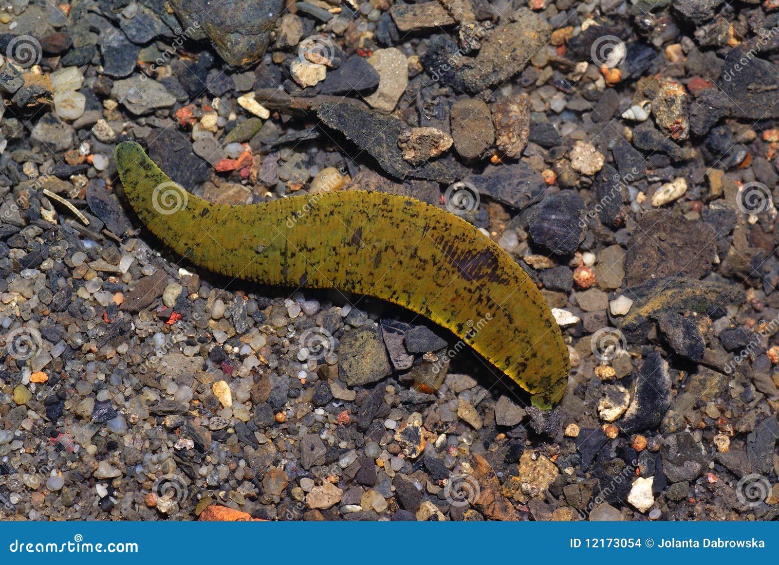 Sangsue photo stock. Image du environnement, normal, animal - 12173054