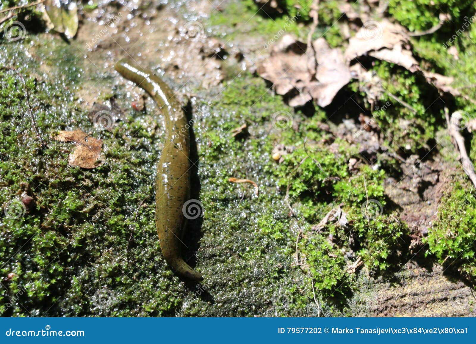 Images Sangsue - Téléchargez 1,603 Photos libres de droits