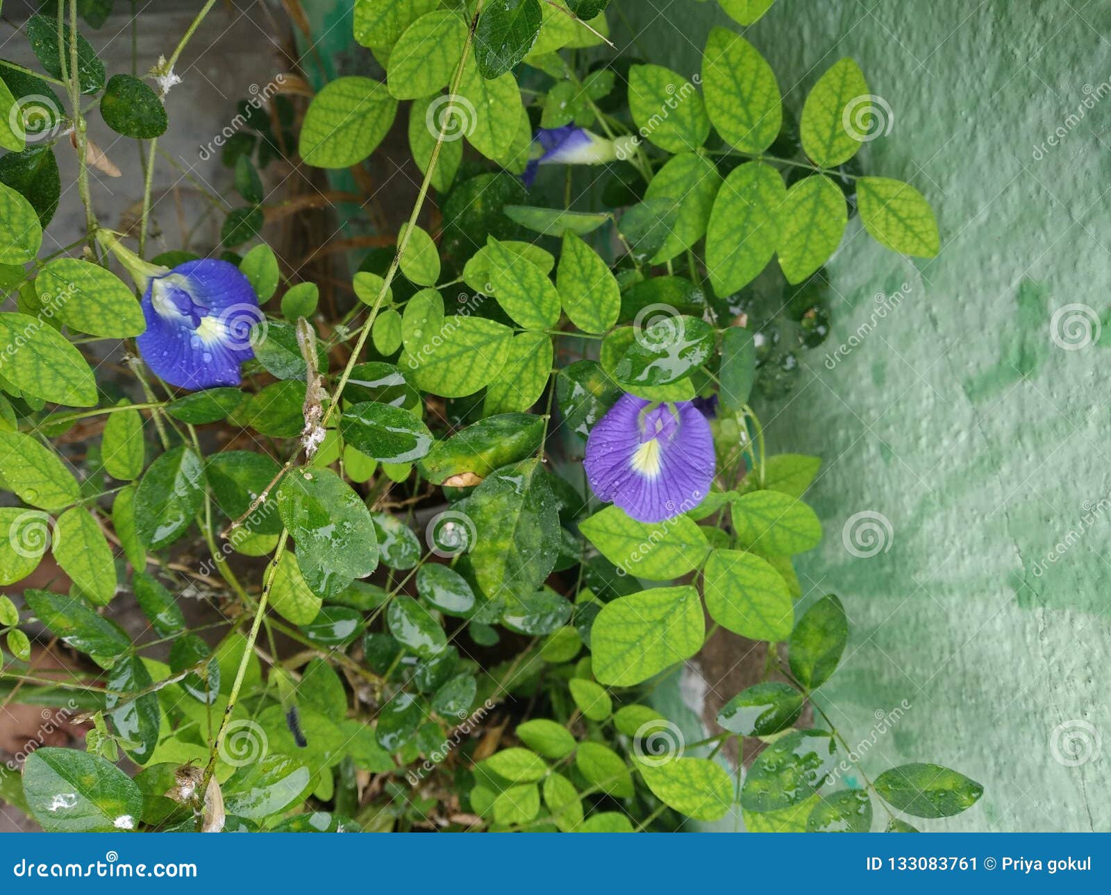 Sangu flower stock image. Image of sangu, rare, flower - 133083761