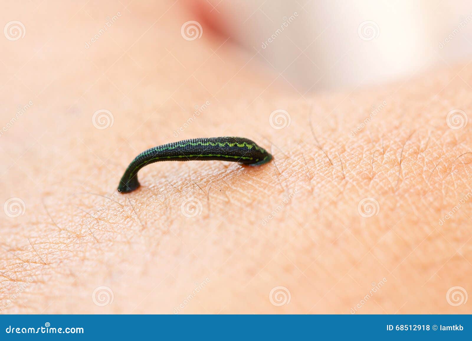 Sangue De Sugação Da Sanguessuga Foto de Stock - Imagem de sudeste ...