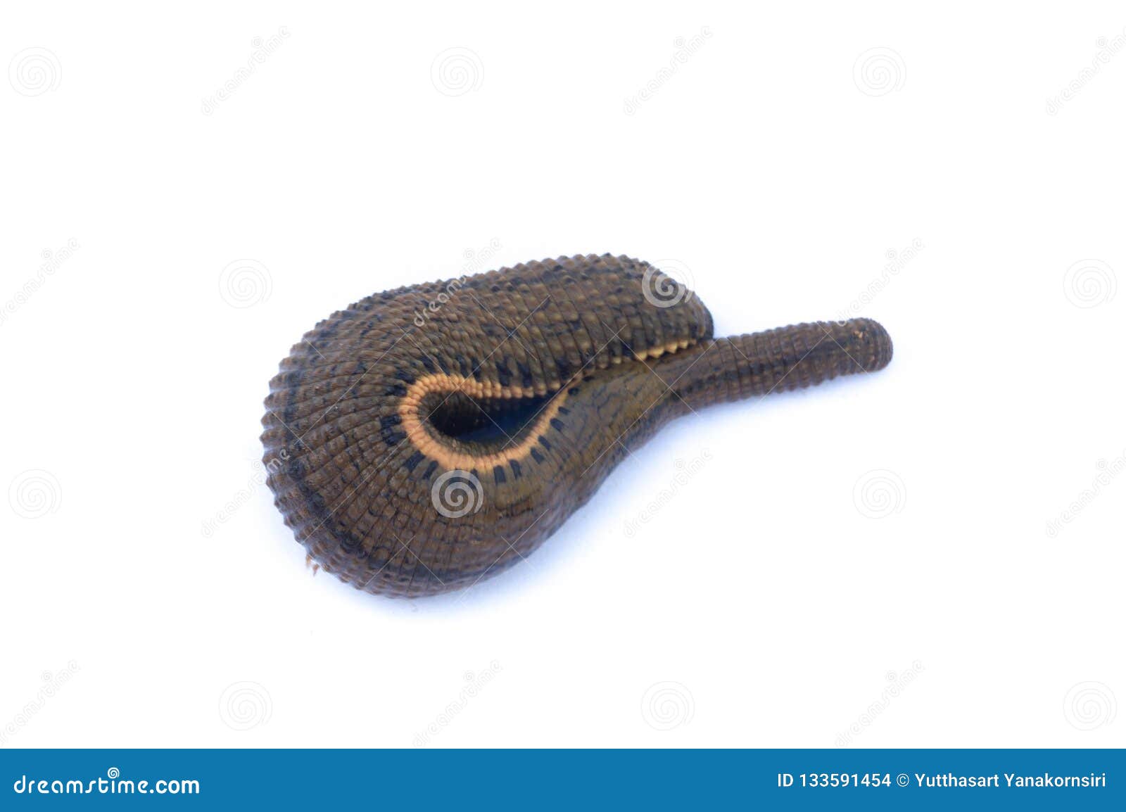 Sanguessuga Isolada No Fundo Branco Foto de Stock - Imagem de isolado ...