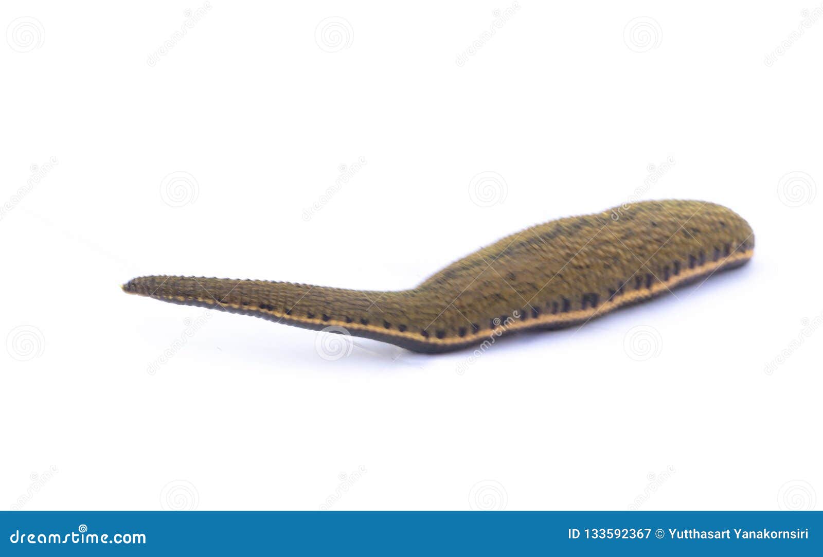 Sanguessuga Isolada No Fundo Branco Imagem de Stock - Imagem de isolado ...