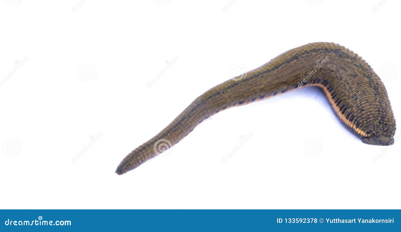 Sanguessuga Isolada No Fundo Branco Foto de Stock - Imagem de biologia ...