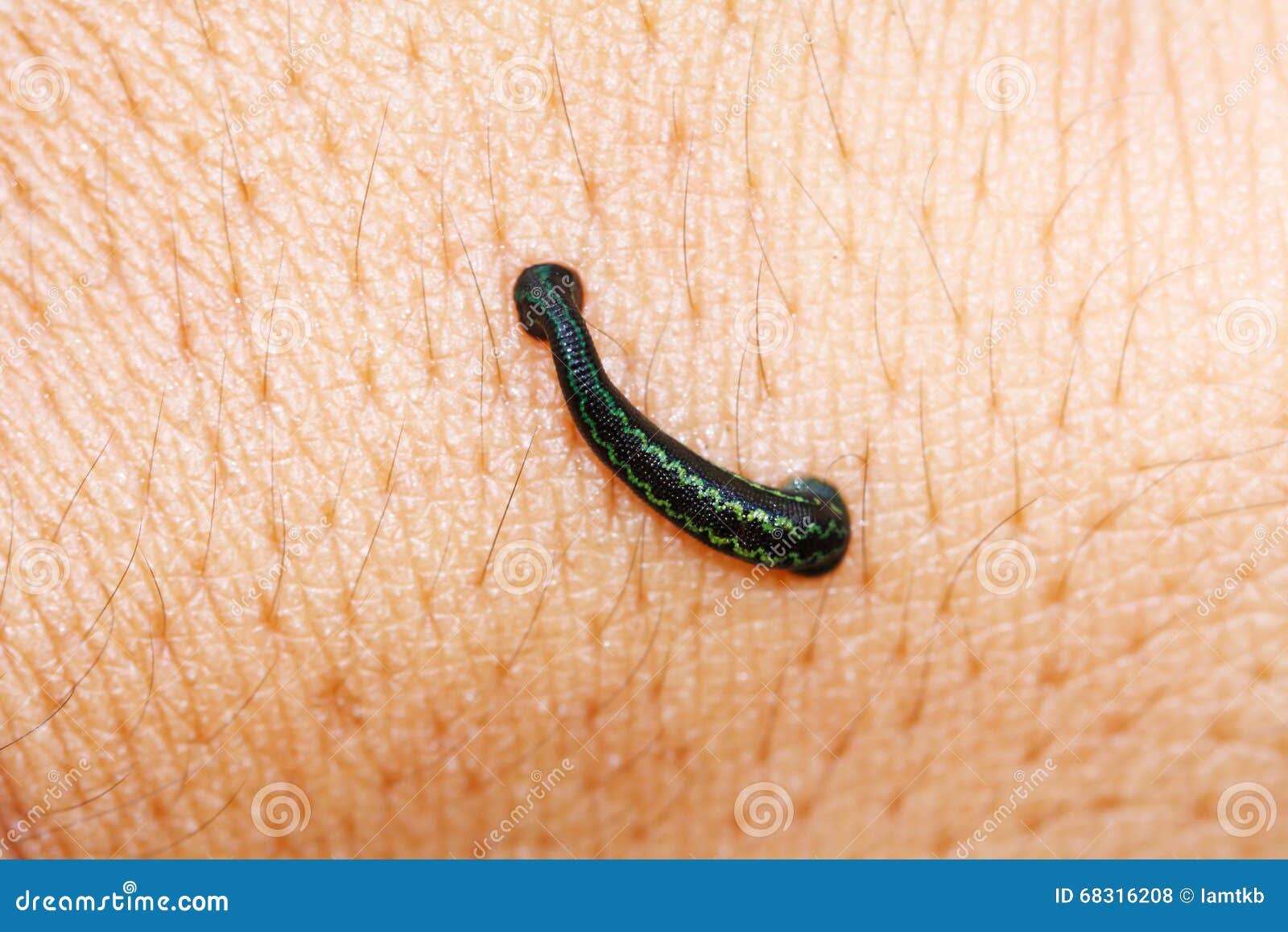 Sanguessuga na pele foto de stock. Imagem de fundo, humano - 68316208